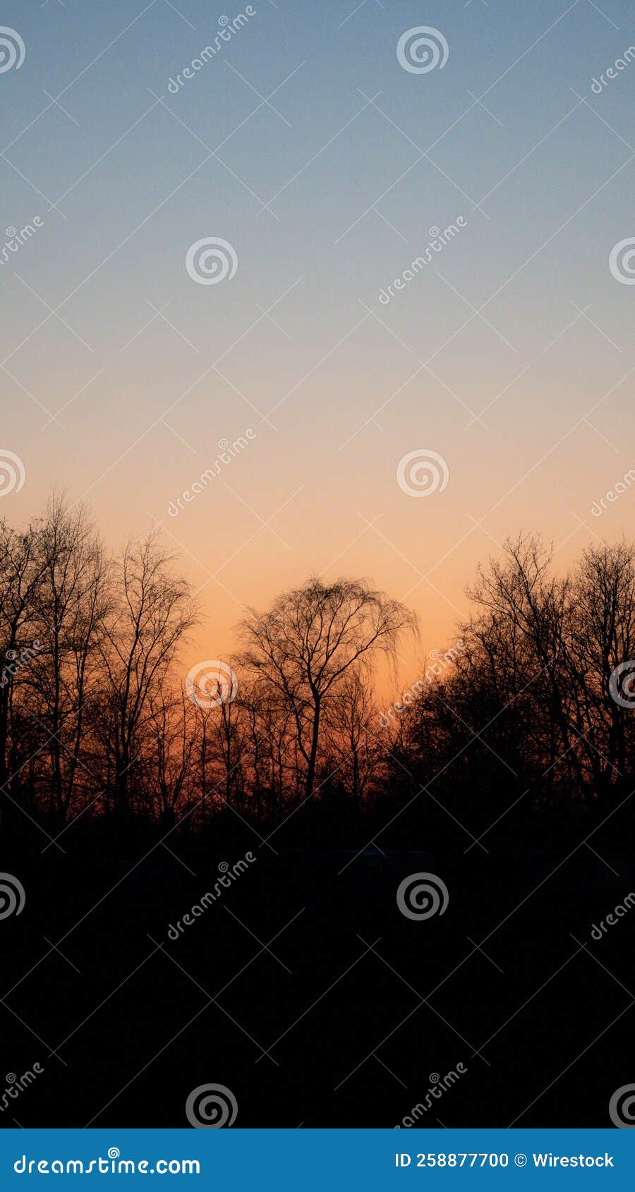 Vertical View of Trees with a Gorgeous Sunset in the Background Stock ...