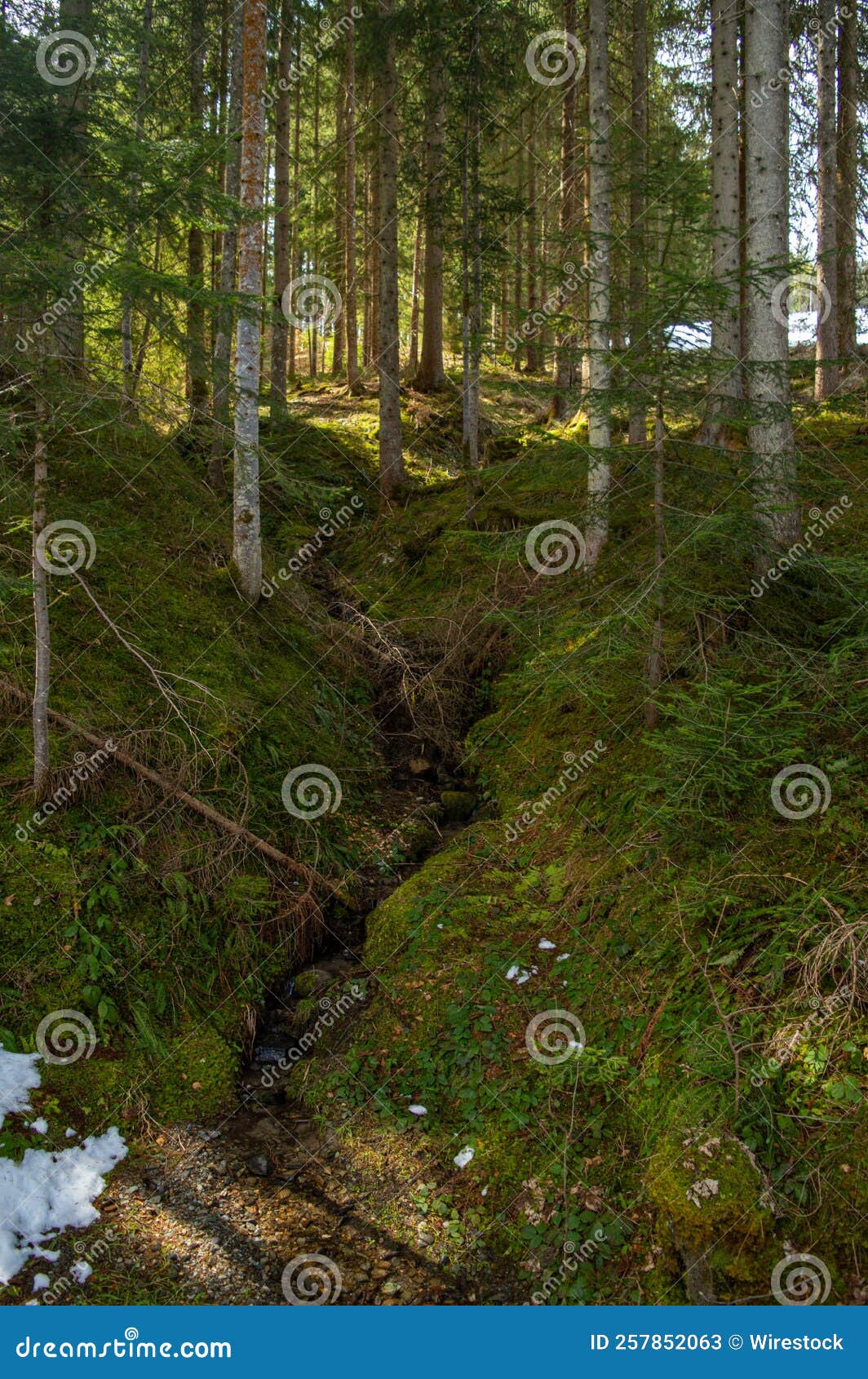 Vertical View of a Trench in a Forest Stock Image - Image of trench ...