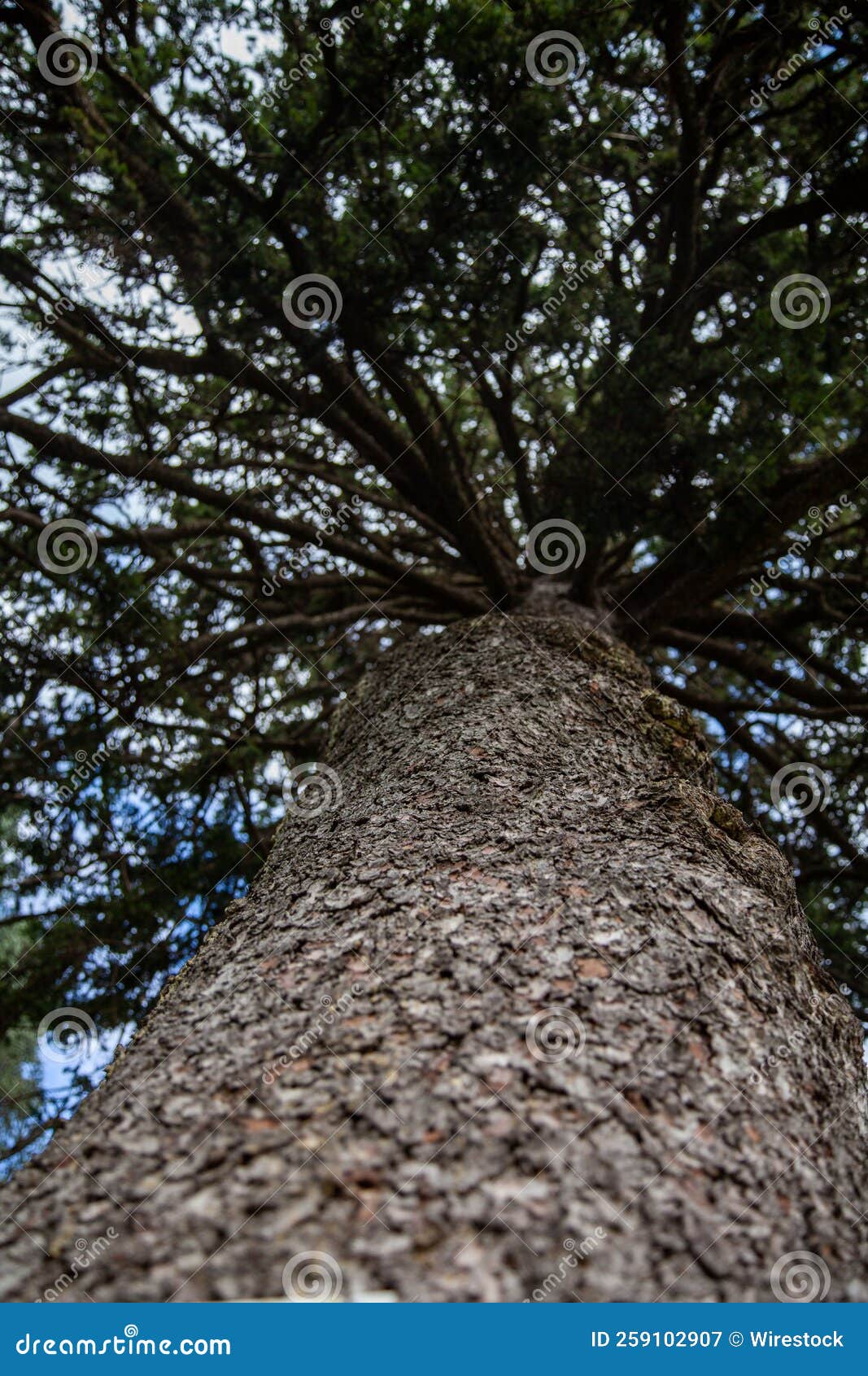 Vertical View of the Trunk of an Apple Orchard Tree Stock Image - Image ...
