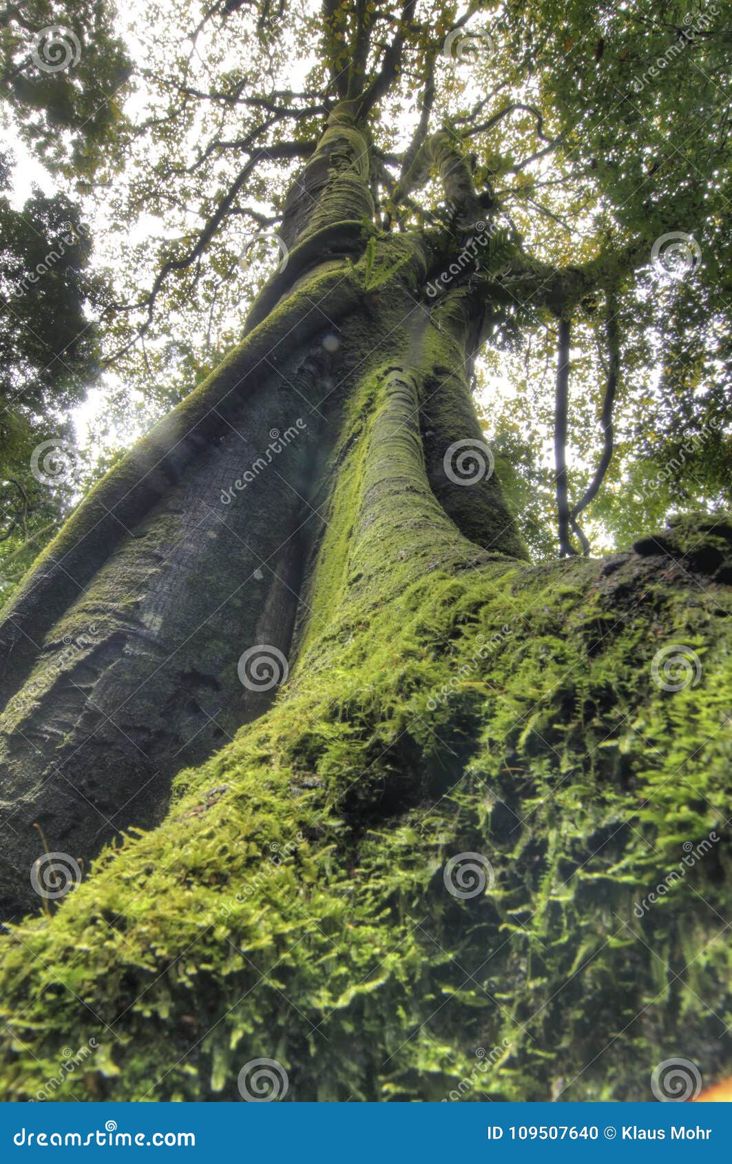 Mossy Fig Tree Trunk from Below Stock Photo - Image of rica, ficus ...