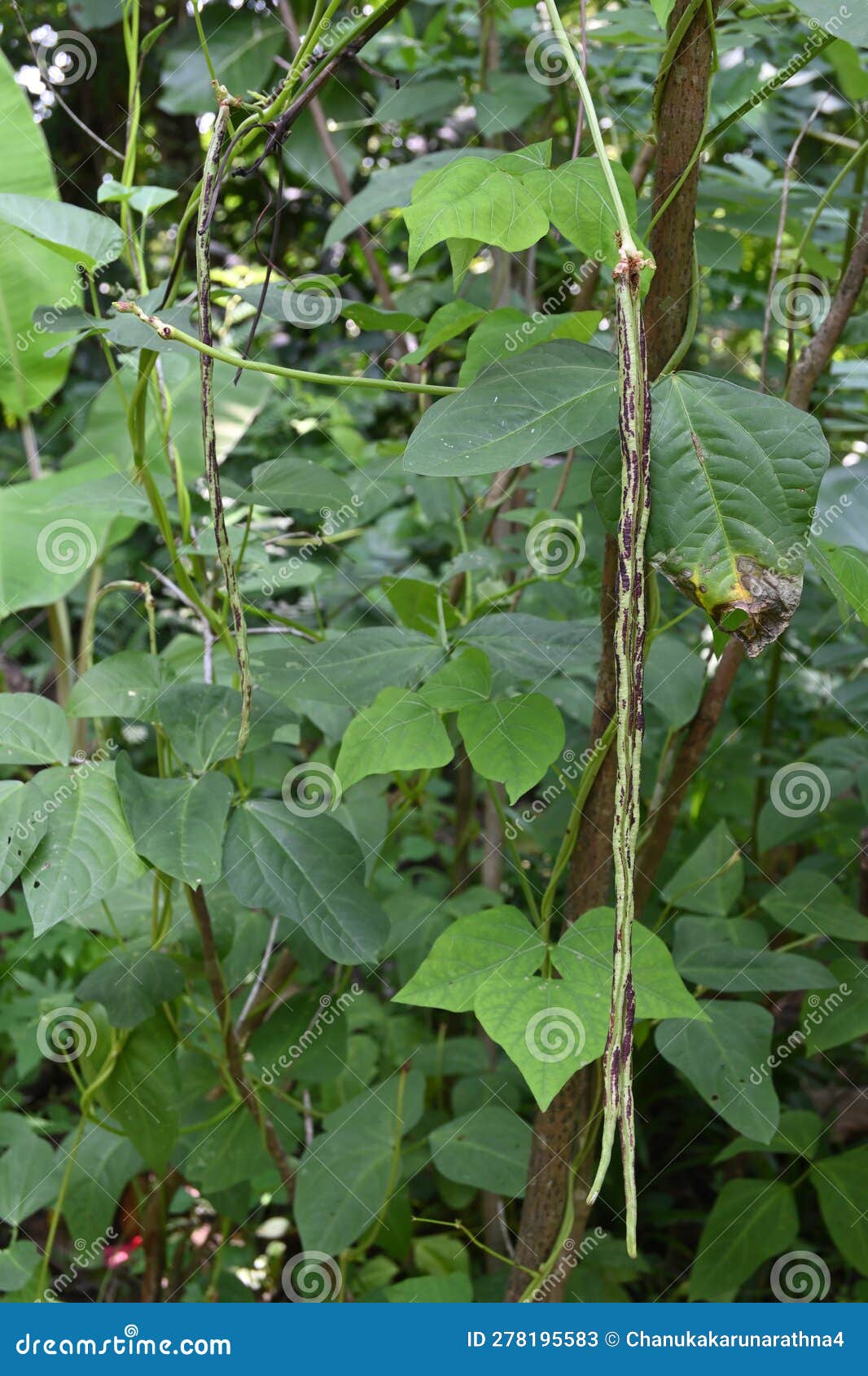 Vertical View of Two Purple Striped Yard Long Beans Grows in a Yard ...
