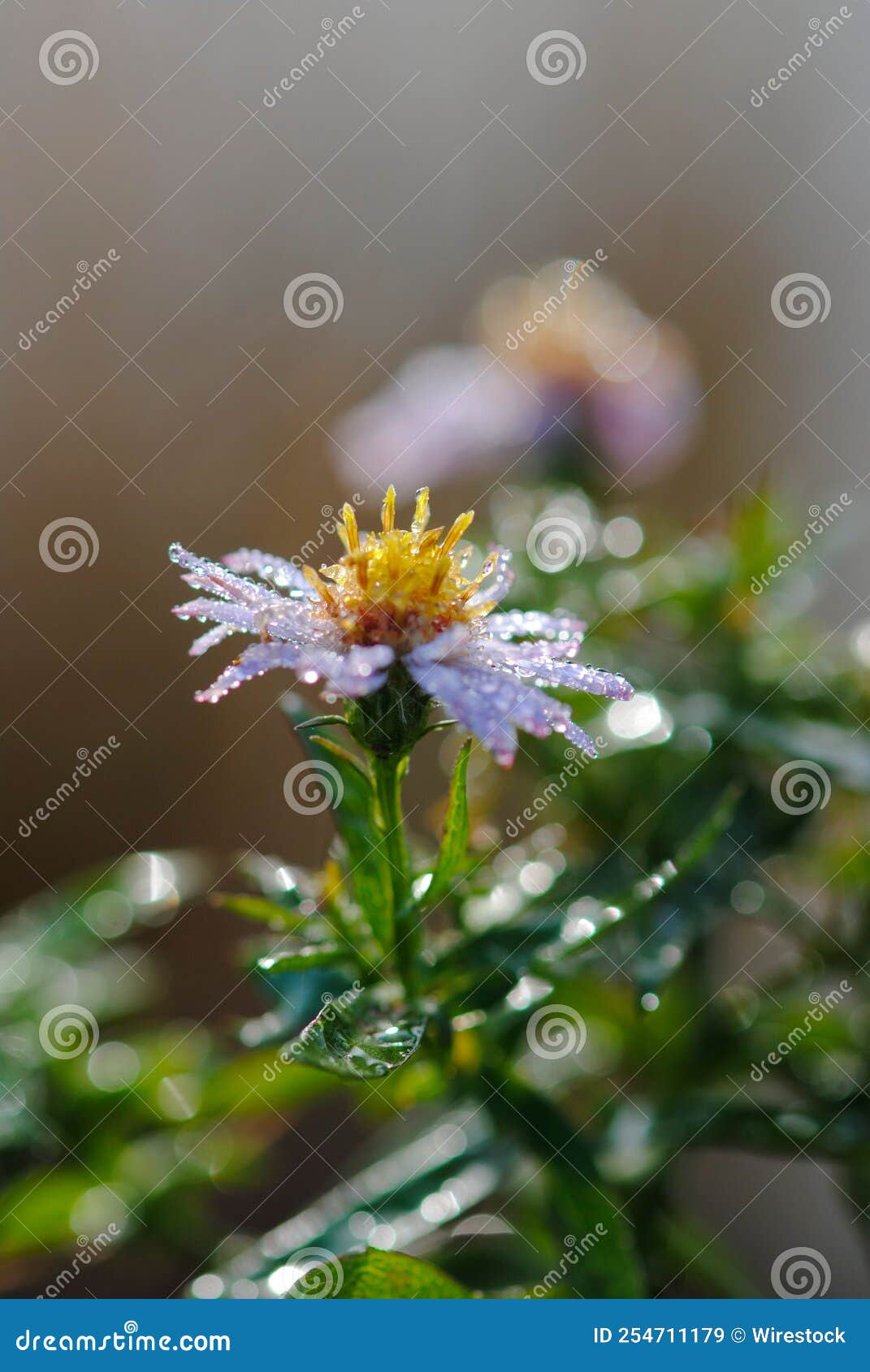 Vertical View of a Wet Daisy Flower with Droplets Under the Sunlight ...