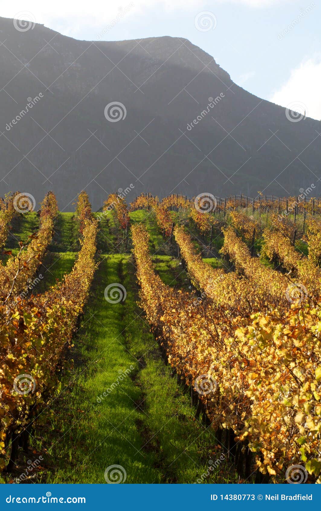 Vertical vine field stock image. Image of symmetry, vines - 14380773