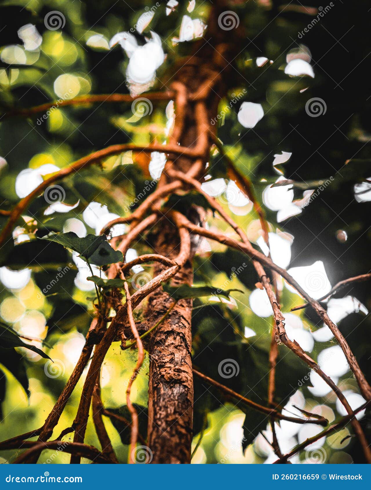 Vertical of Vines Taking Over a Tree Limb Stock Illustration ...