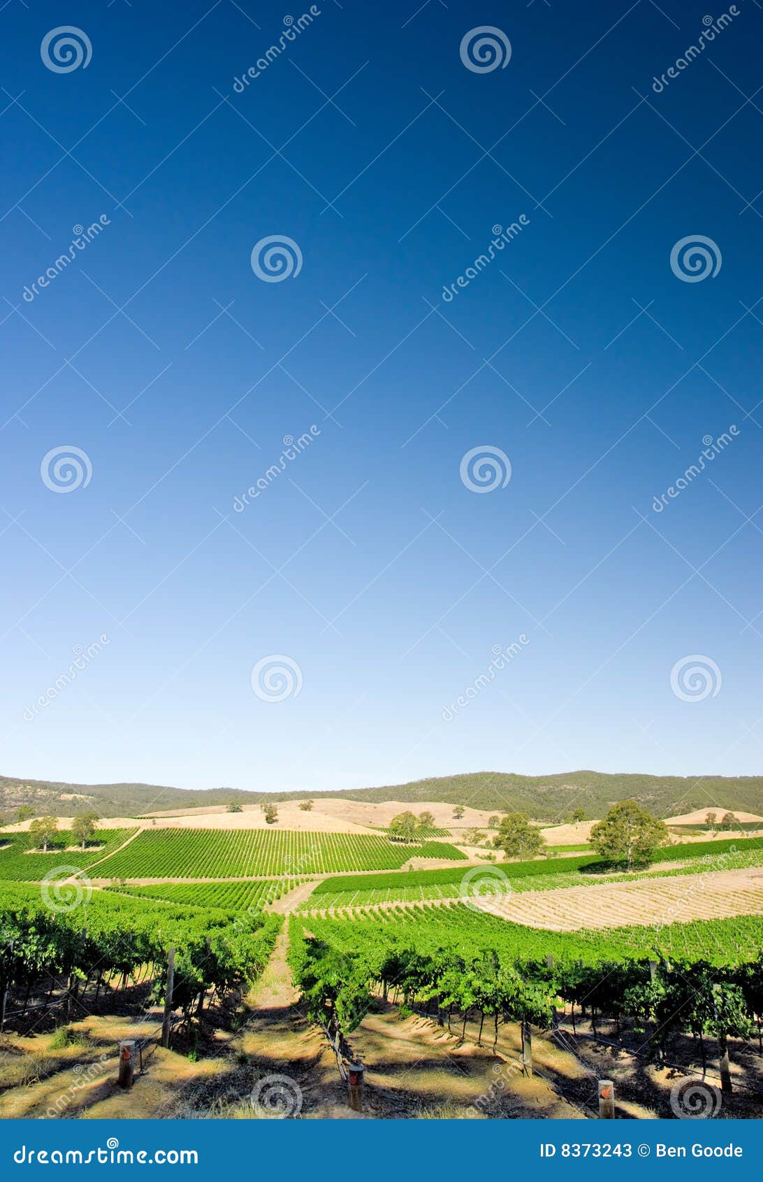 Vertical Vineyard stock image. Image of australia, travel - 8373243