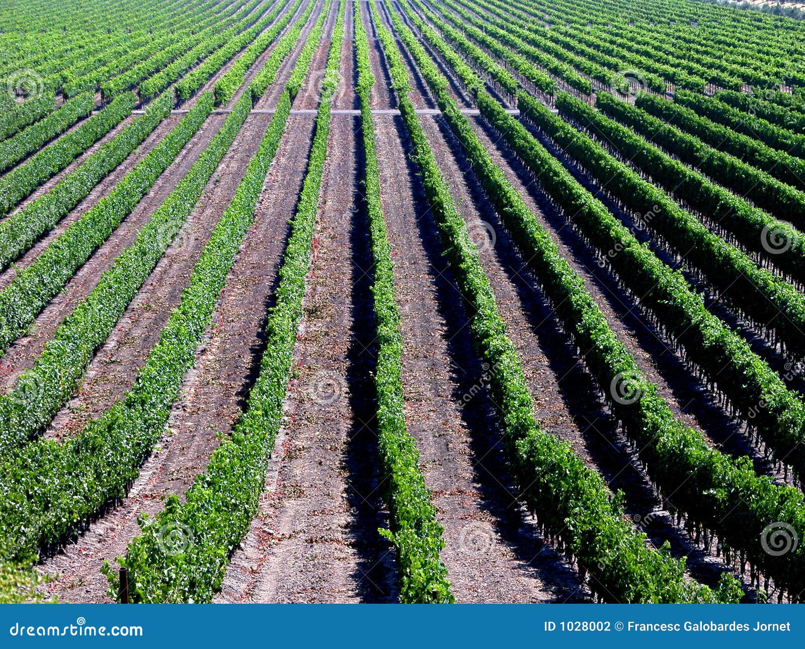 Vertical Vineyards stock photo. Image of vegetation, sonoma - 1028002