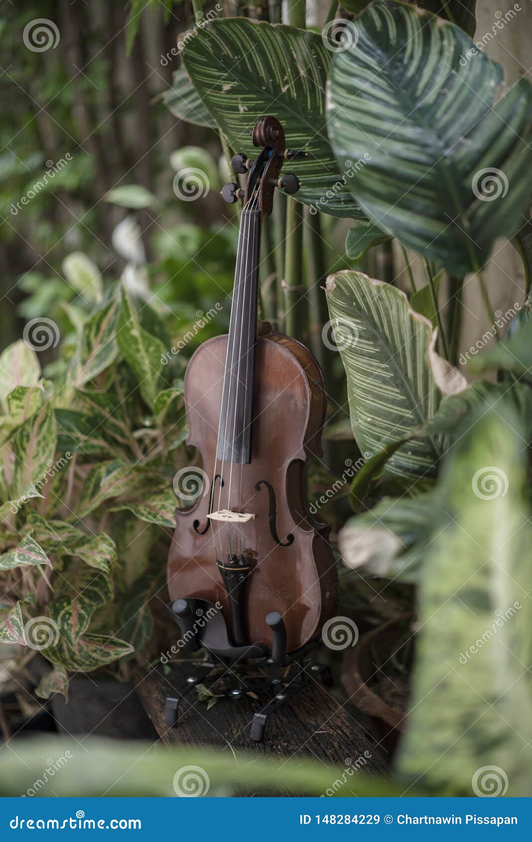 Vertical Violin Classical Instrument with Natural Background Stock ...