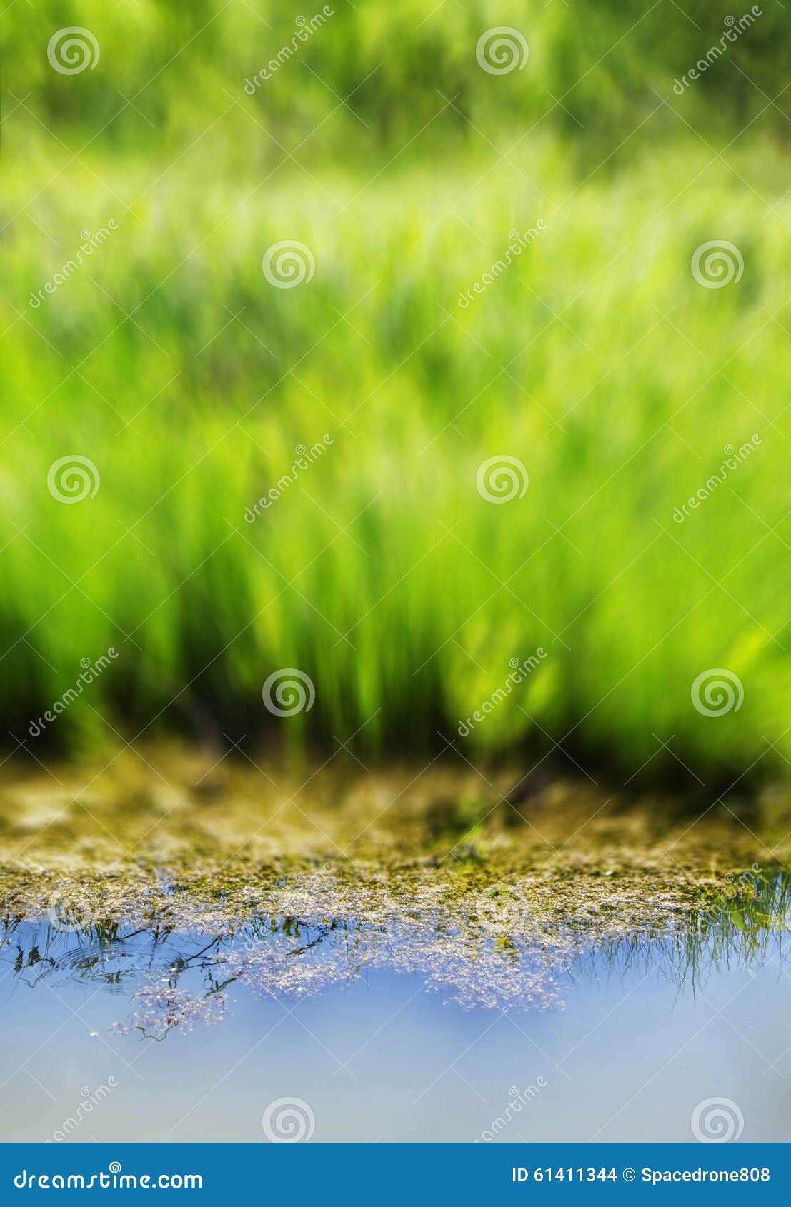 Vertical Vivid Summer Blurred Grass Over the Water Stock Photo - Image ...