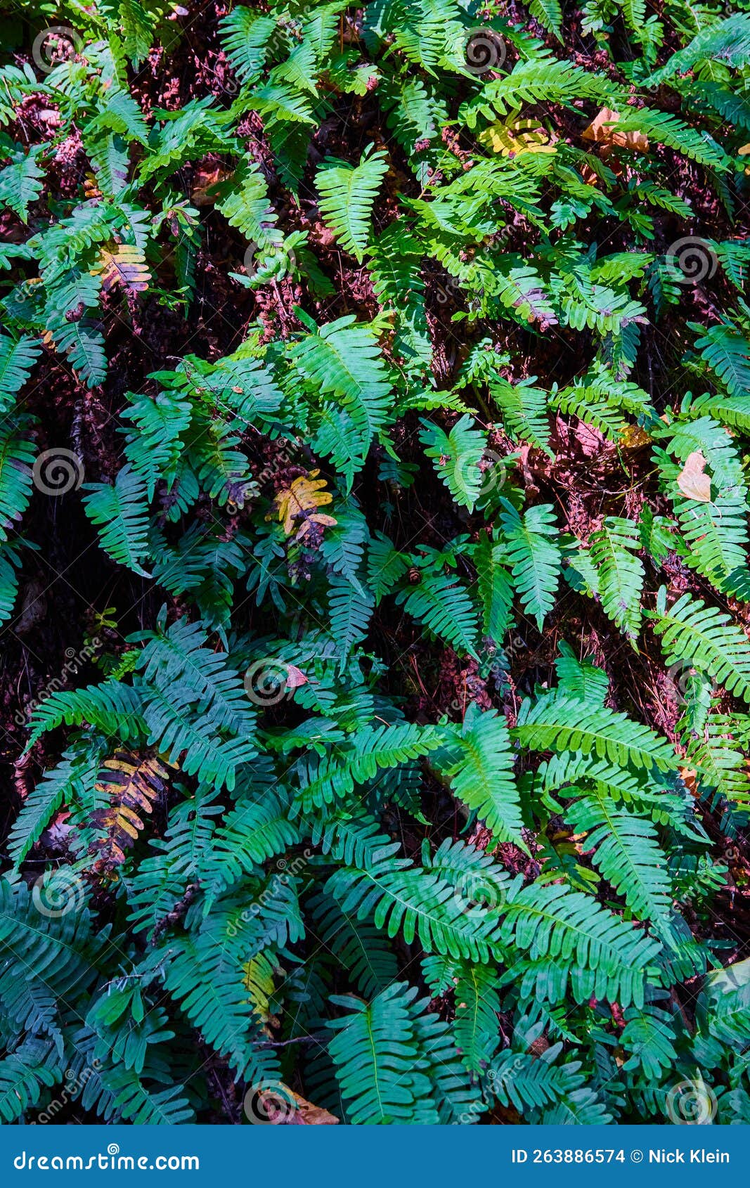 Vertical Wall Detail of Green Ferns with Fall Colors Under Stock Photo ...