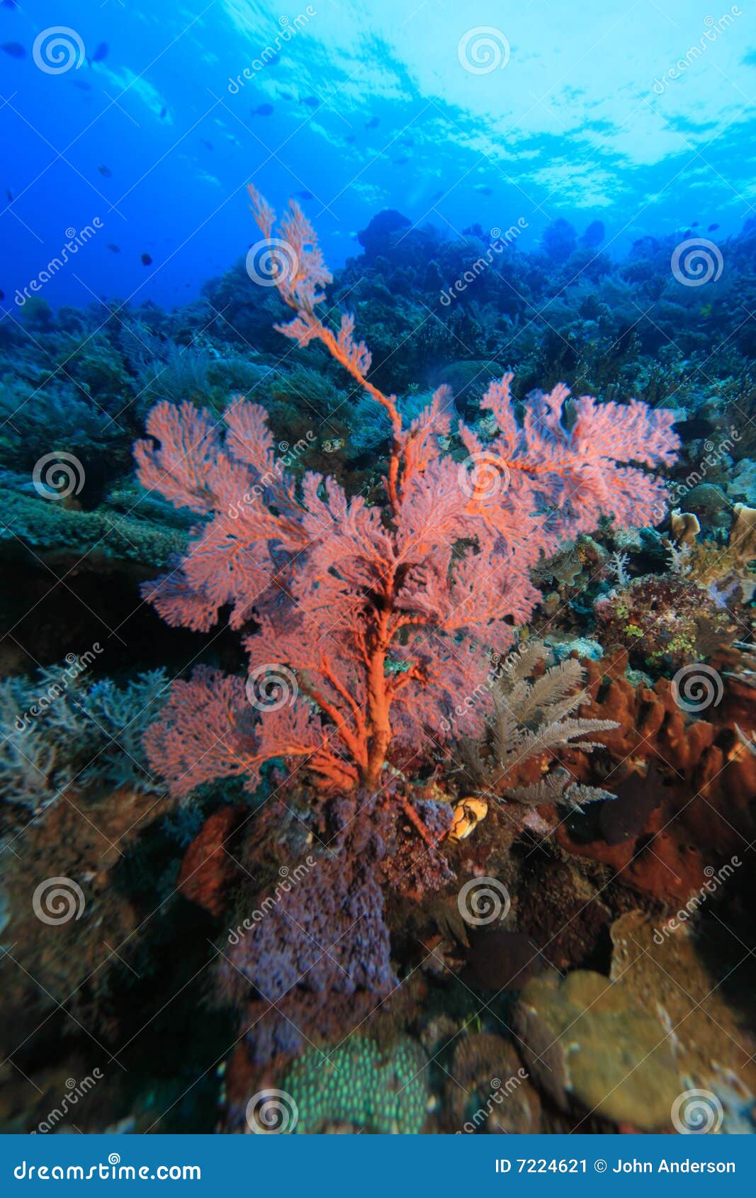 Vertical Wall Off Bunalen Island Stock Image - Image of community ...