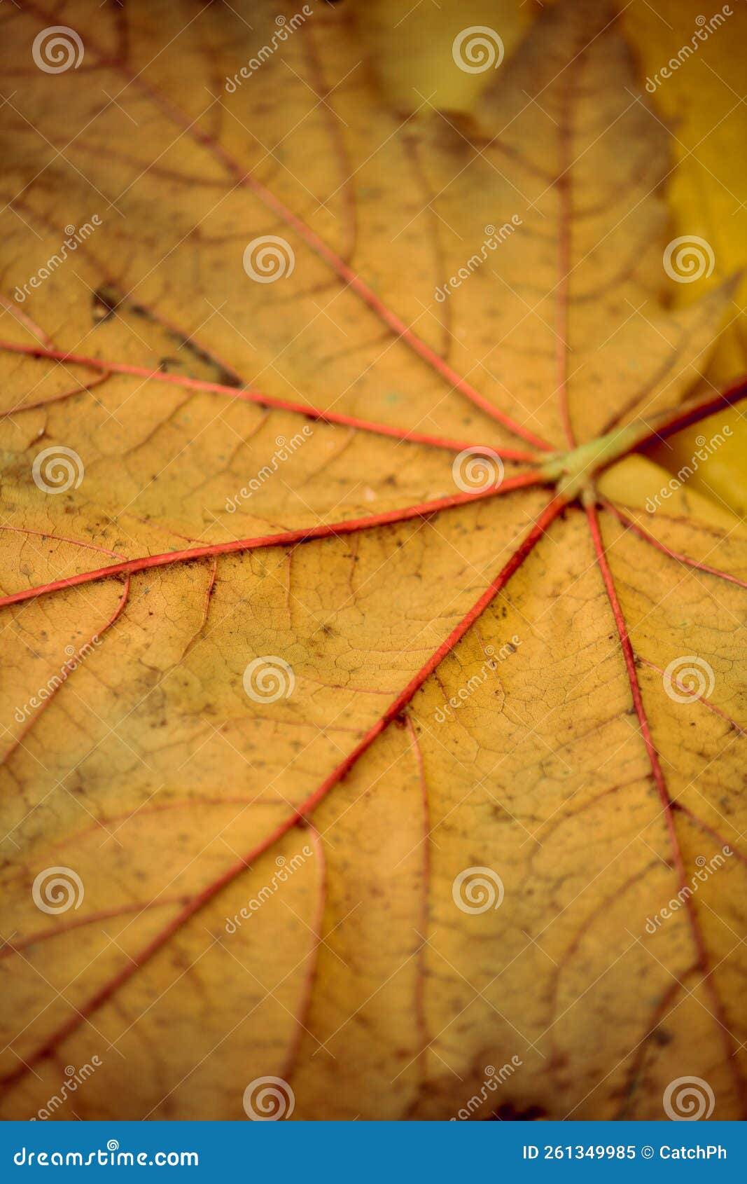 Autumn Yellow Maple Leaf Texture Stock Image - Image of vertical ...