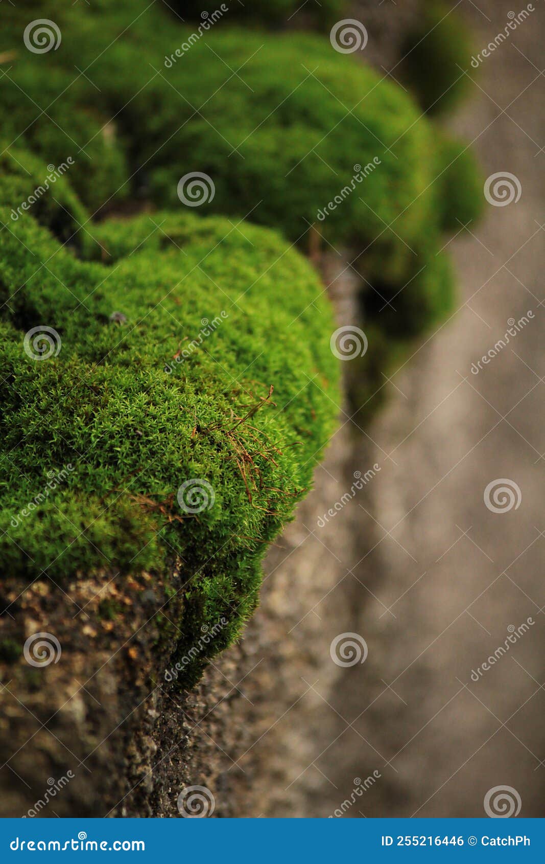 Bright Green Moss on the Rocks Stock Photo - Image of bright, texture ...