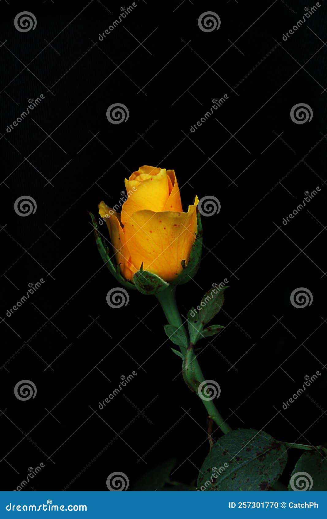 Bright Yellow Rosebud Flower on a Black Background Stock Photo - Image ...