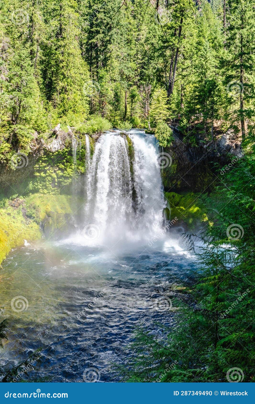 Vertical of a Waterfall in Oregon in a Green Forest Stock Photo - Image ...