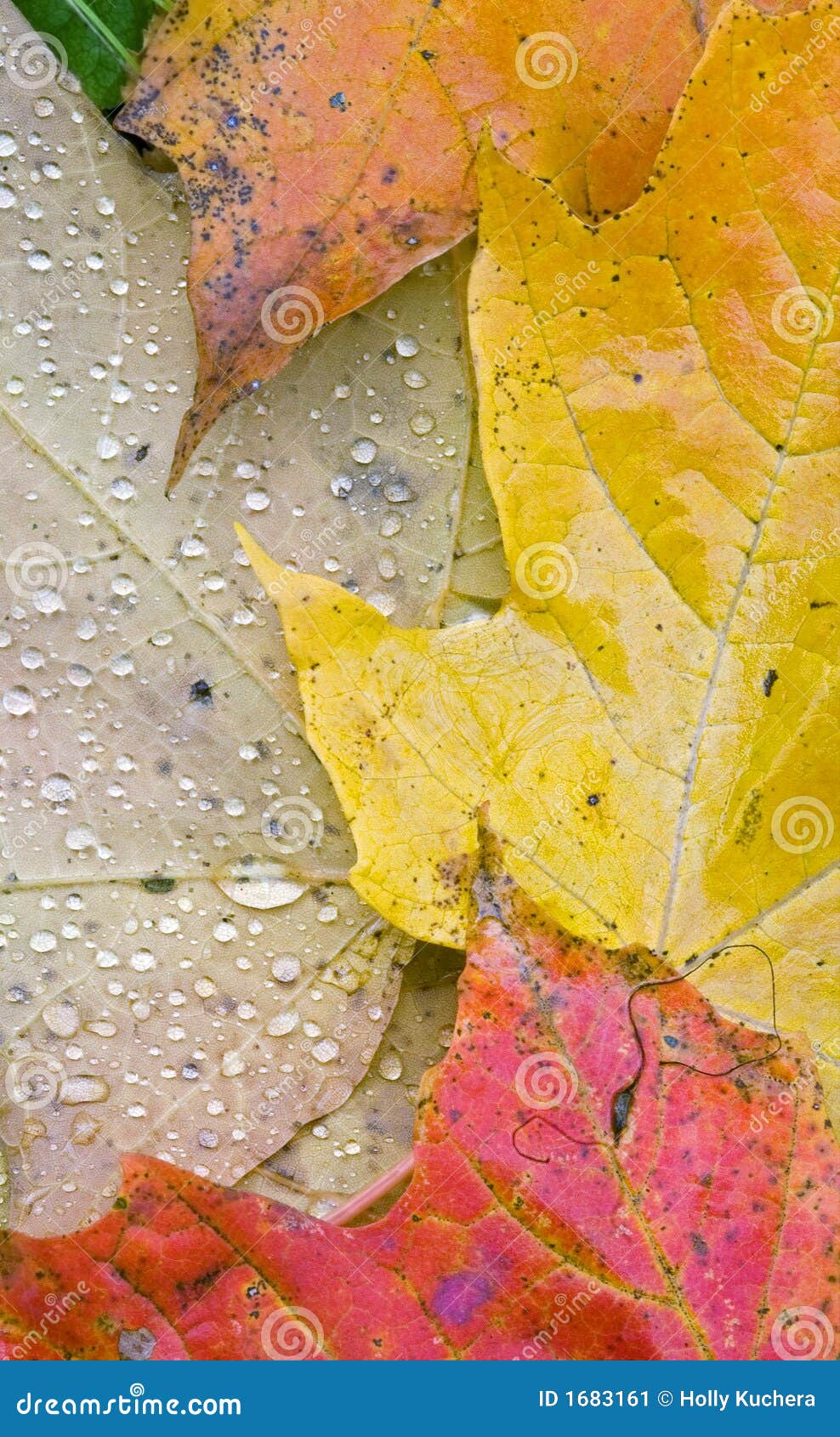 Vertical Wet Autumn Leaves stock image. Image of fall - 1683161