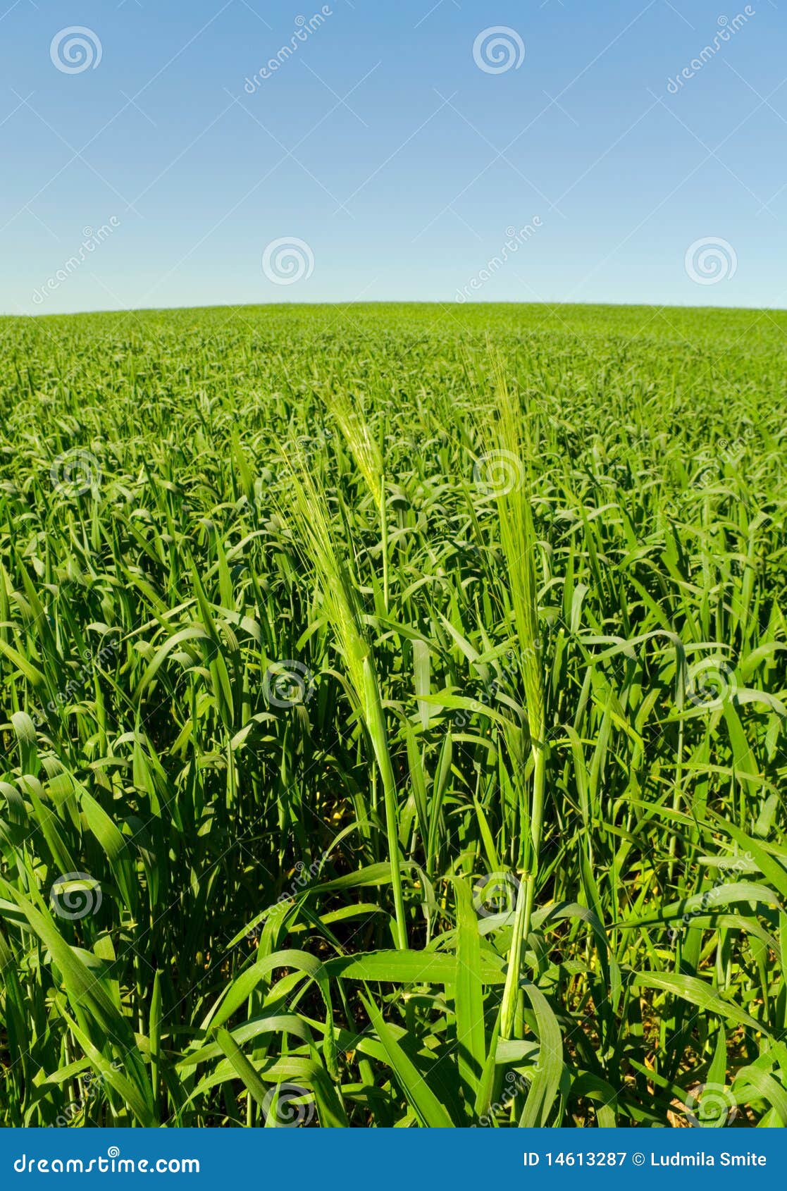 Vertical wheat field. stock image. Image of field, nature - 14613287