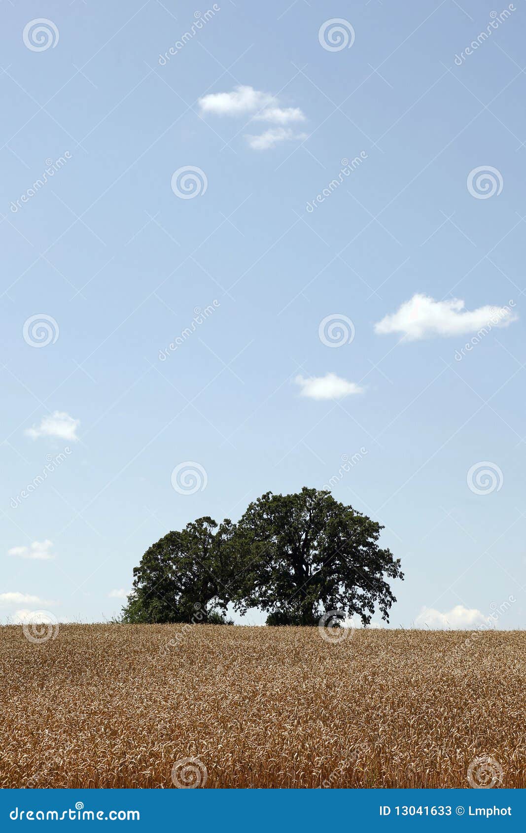 Vertical of Wheat Field with Oak Trees Stock Image - Image of grain ...