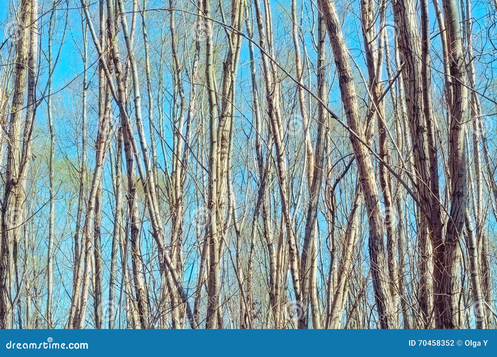 Vertical Trunks Of The Pine Trees Royalty-Free Stock Image ...