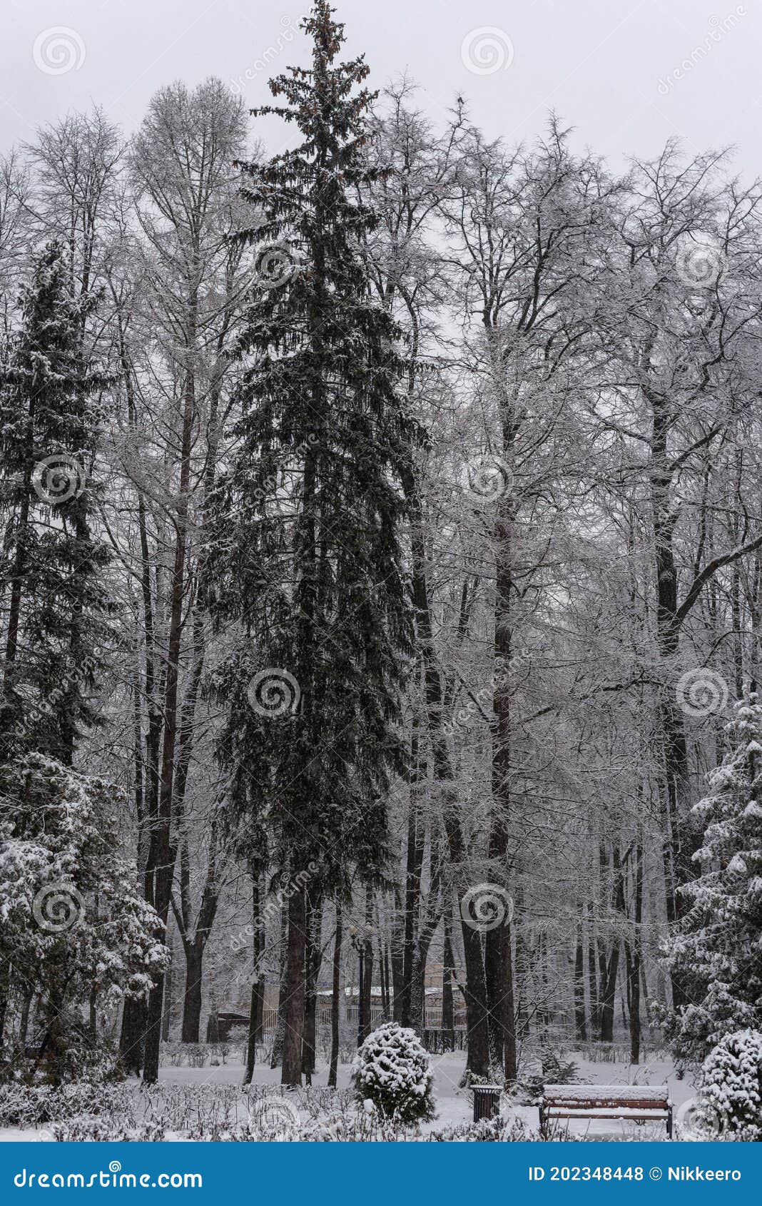 Vertical Winter Background. Stock Photo - Image of frost, high: 202348448