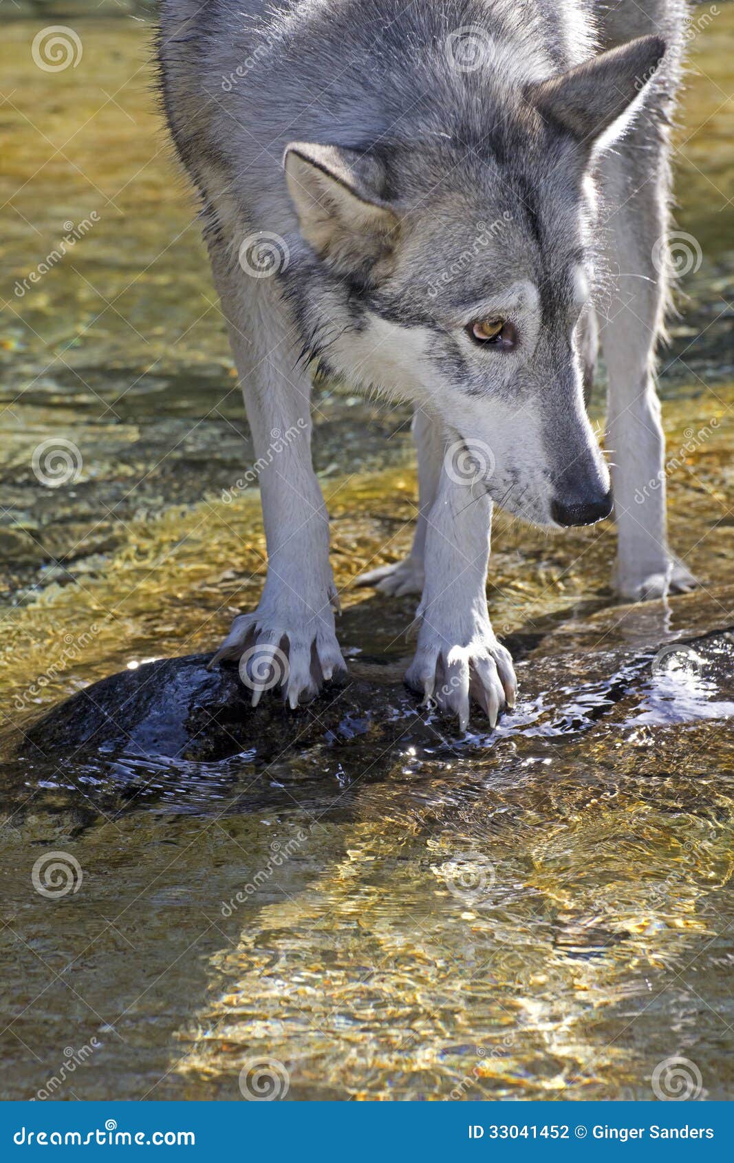 Vertical of Wolf in Water Looking Sideways Stock Photo - Image of ...