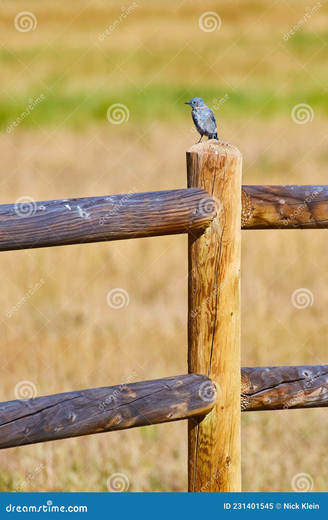 Vertical Wood Fence Post with Blue Bird on Top Stock Image - Image of ...