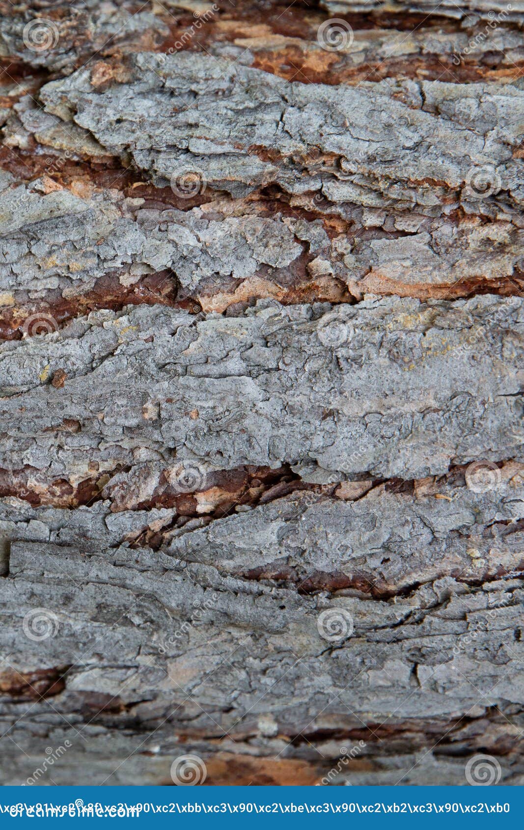 Vertical Wood Texture Background Surface with Natural Pattern. Rustic ...