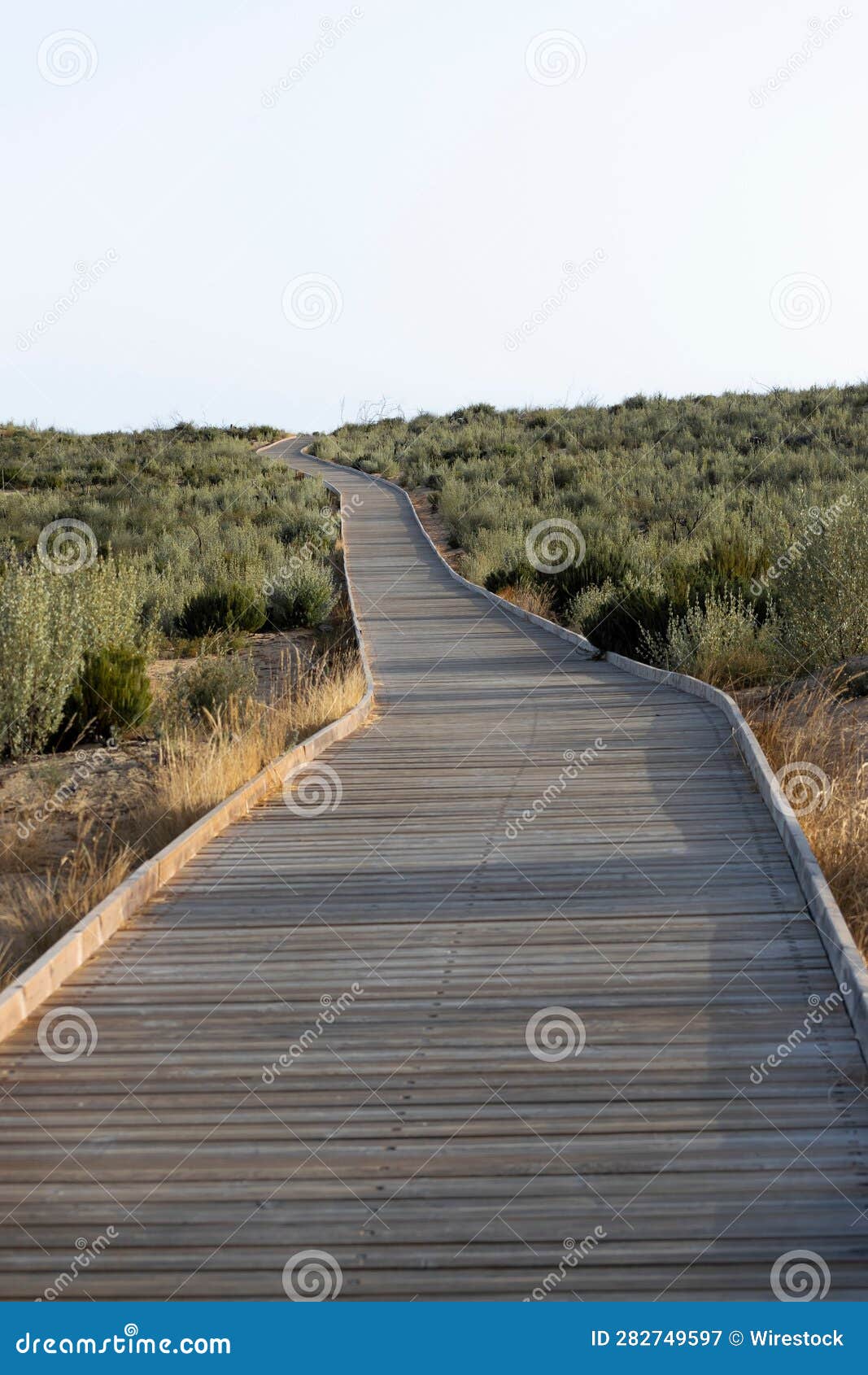 Vertical of a Wooden Pathway in a Green Field Stock Image - Image of ...
