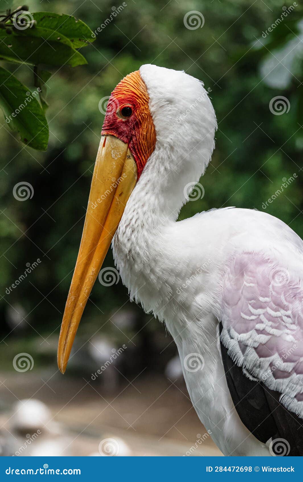 Vertical of a Yellow-billed Stork in a Green Forest Stock Photo - Image ...