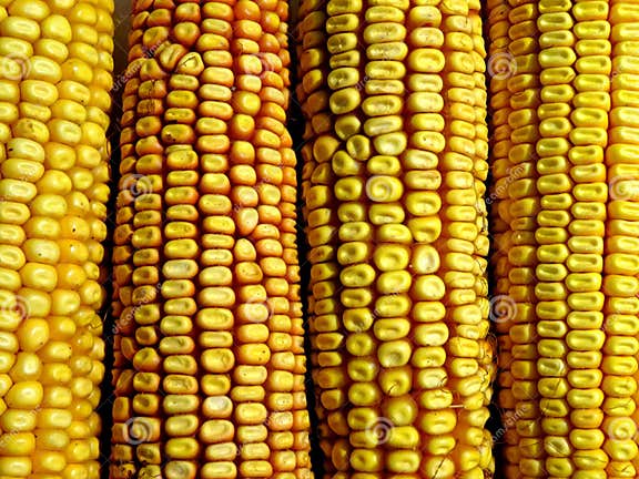 Vertical corn pattern stock image. Image of cornmeal - 214548133