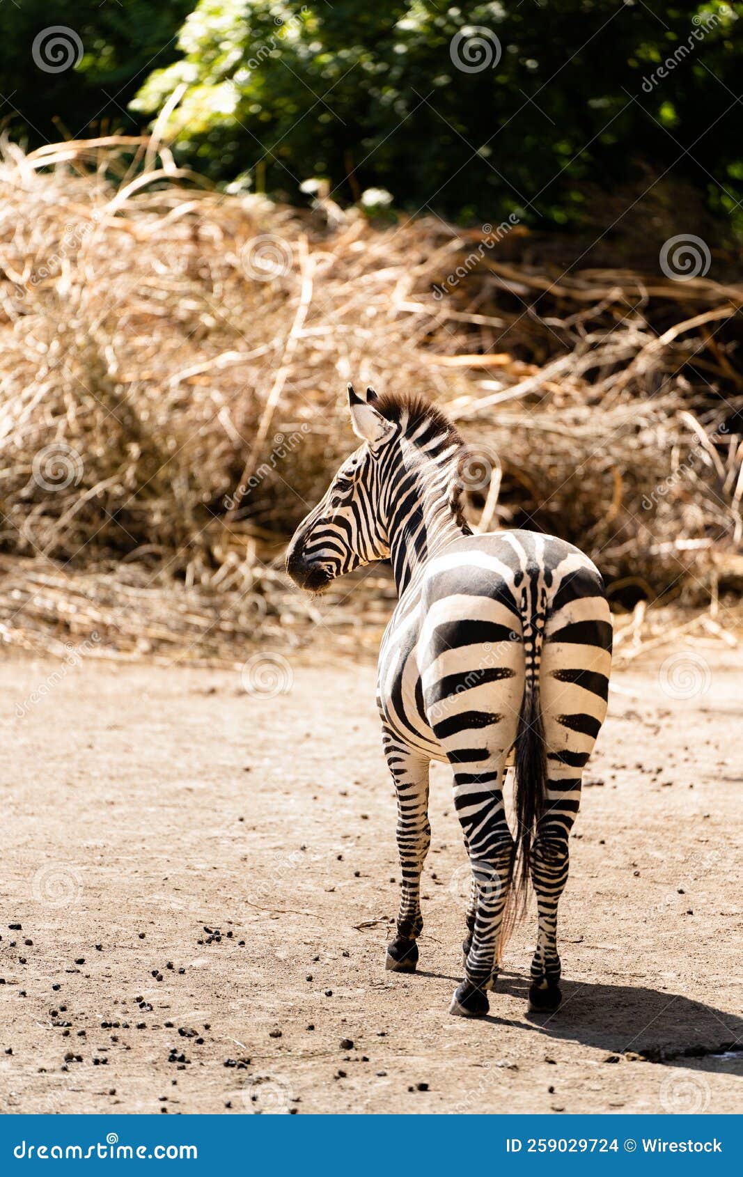 Vertical of a Zebra in the Zoo. Stock Photo - Image of vertical, safari ...