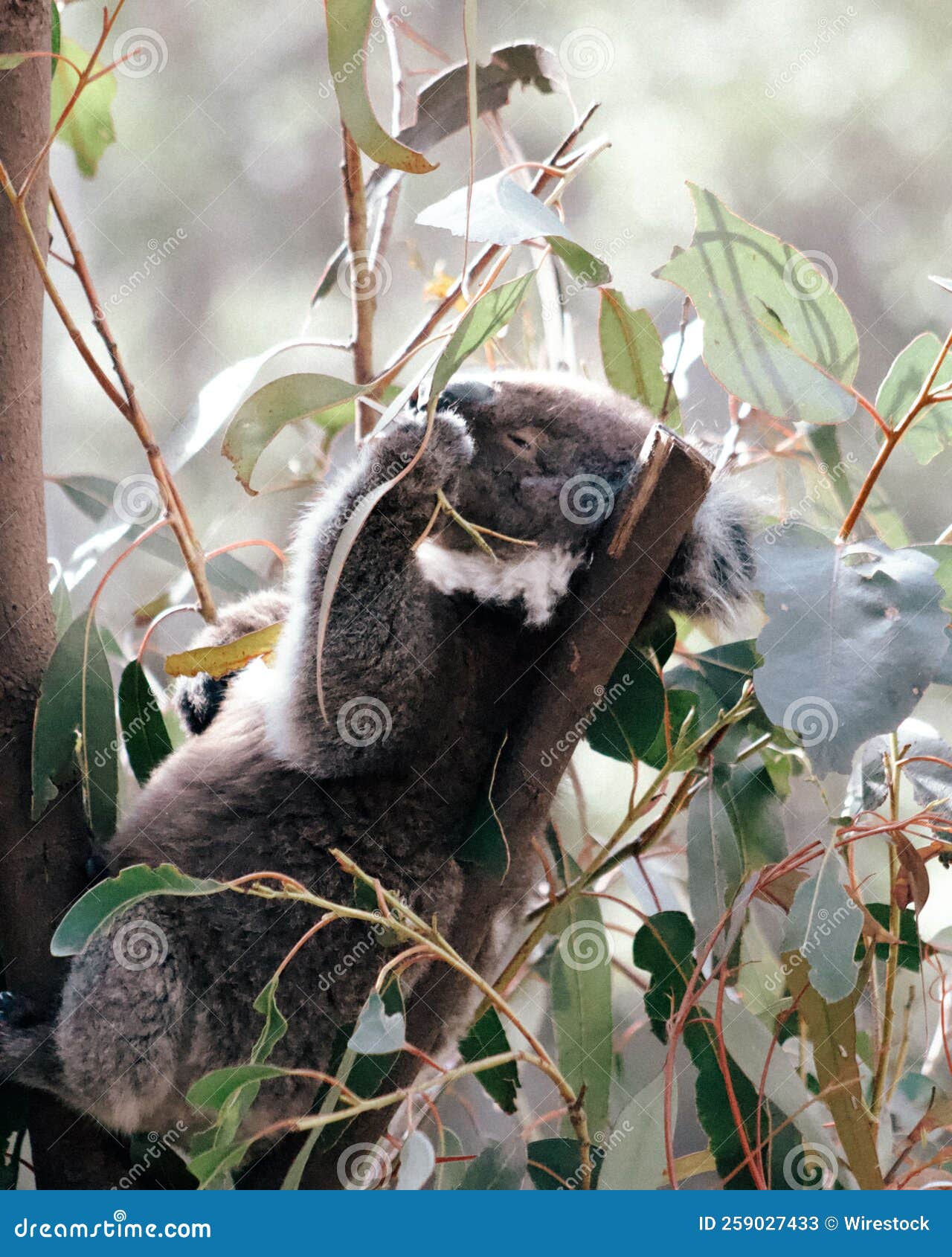 Verticala Shot of a Cute Koala on the Tree Stock Image - Image of ...