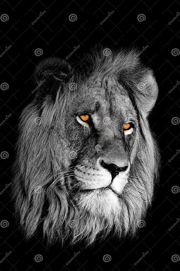 Verticale Africaine De Lion Image stock - Image du nature, regard: 3006743