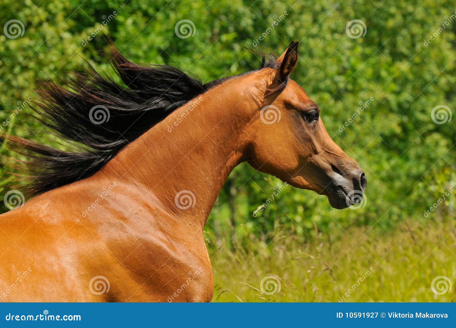 Verticale Arabe De Cheval De Compartiment Dans Le Galop Image stock ...