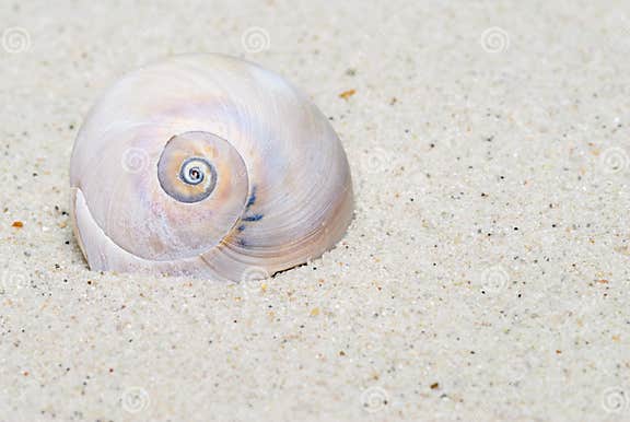 Verticale D'escargot De Lune Photo stock - Image du biologie, granules ...