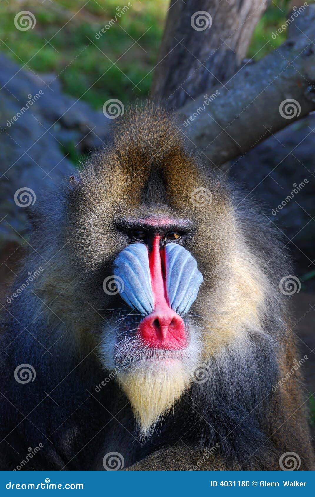 Verticale d'un babouin photo stock. Image du afrique, jungle - 4031180