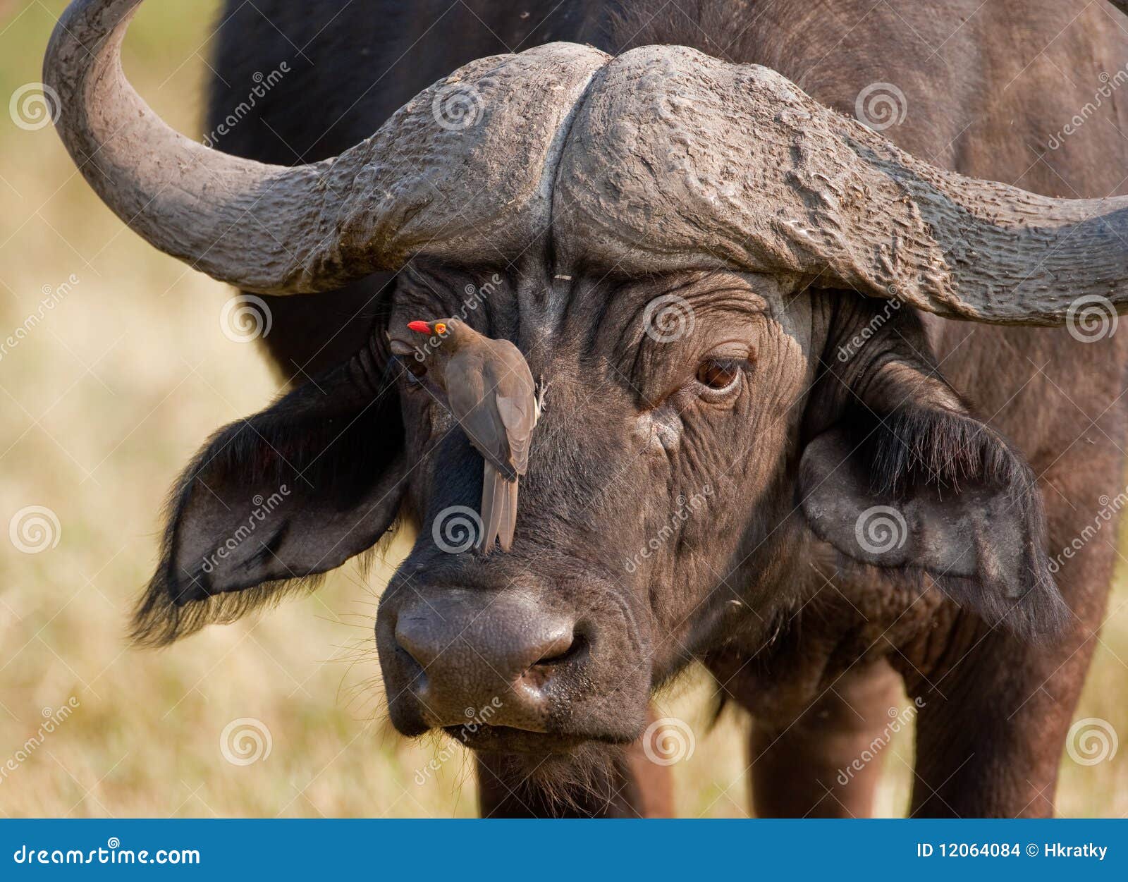 Verticale D'un Buffle Africain Sauvage Photo stock - Image du exotique ...