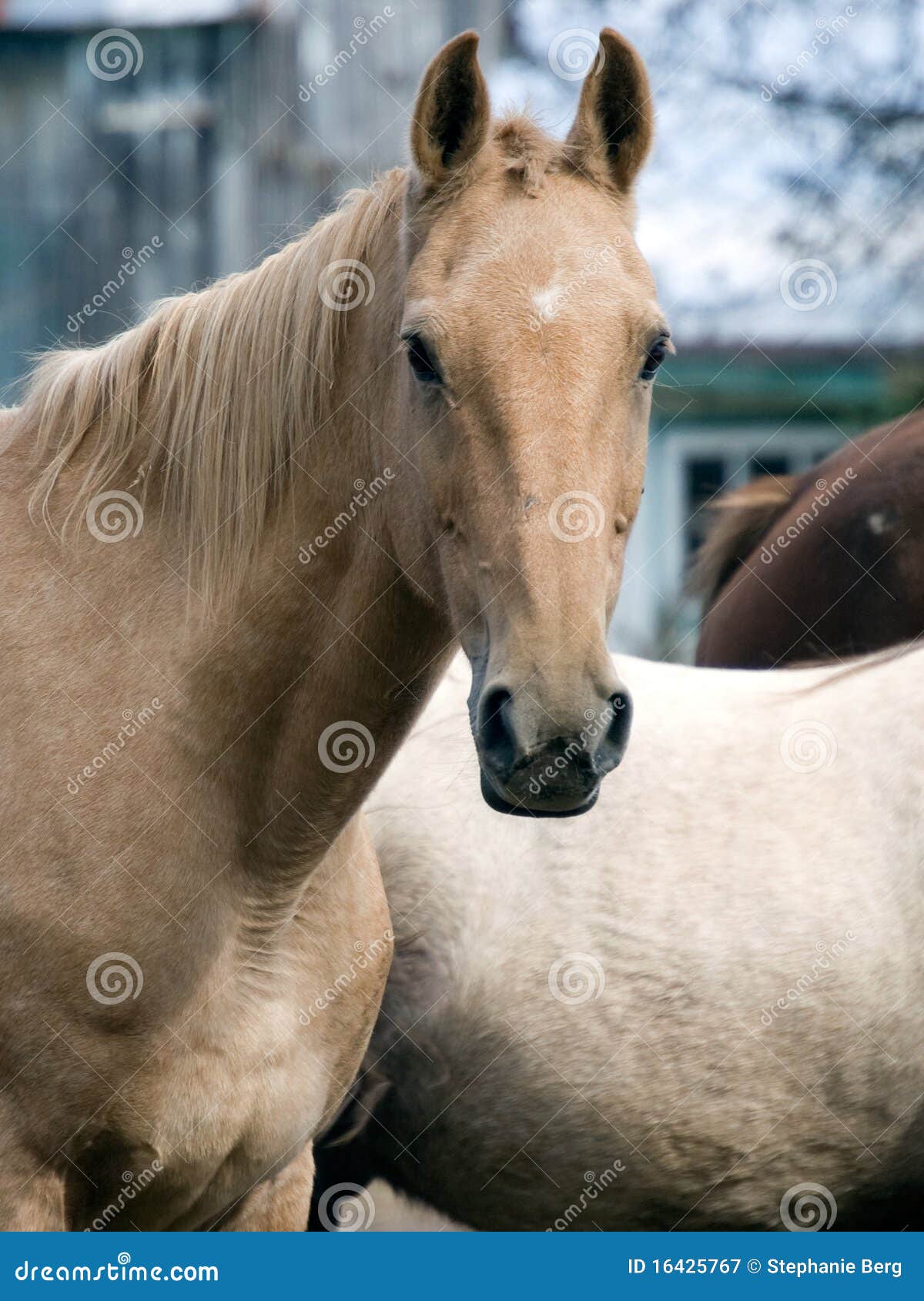 Verticale D'un Cheval Brun Clair Image stock - Image du domestiqué ...