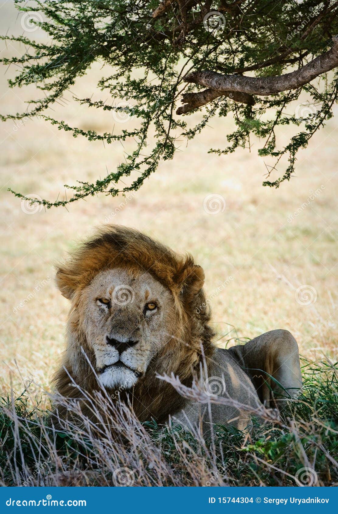 Verticale d'un lion. photo stock. Image du extérieur - 15744304