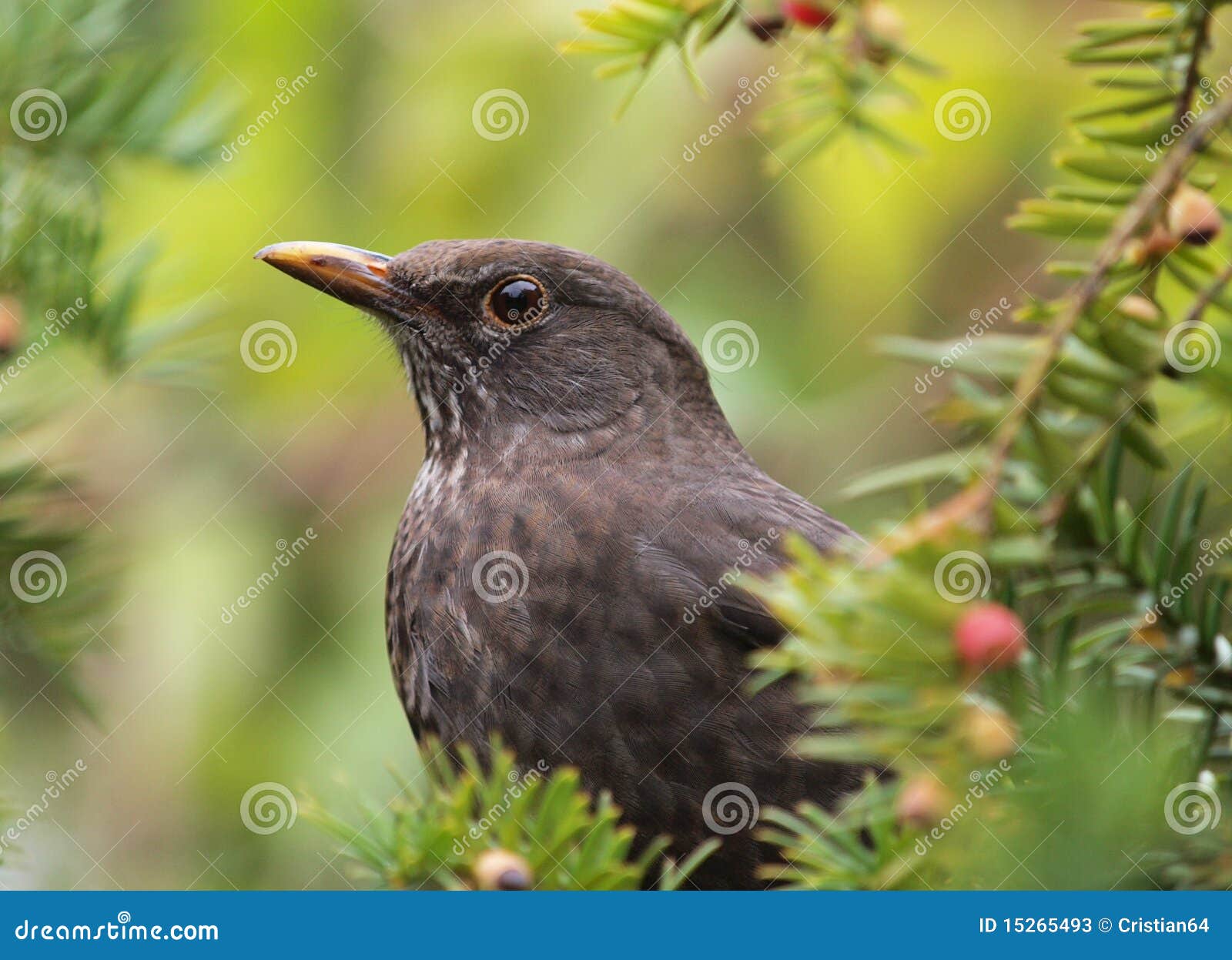 Verticale d'un merle image stock. Image du birdwatching - 15265493