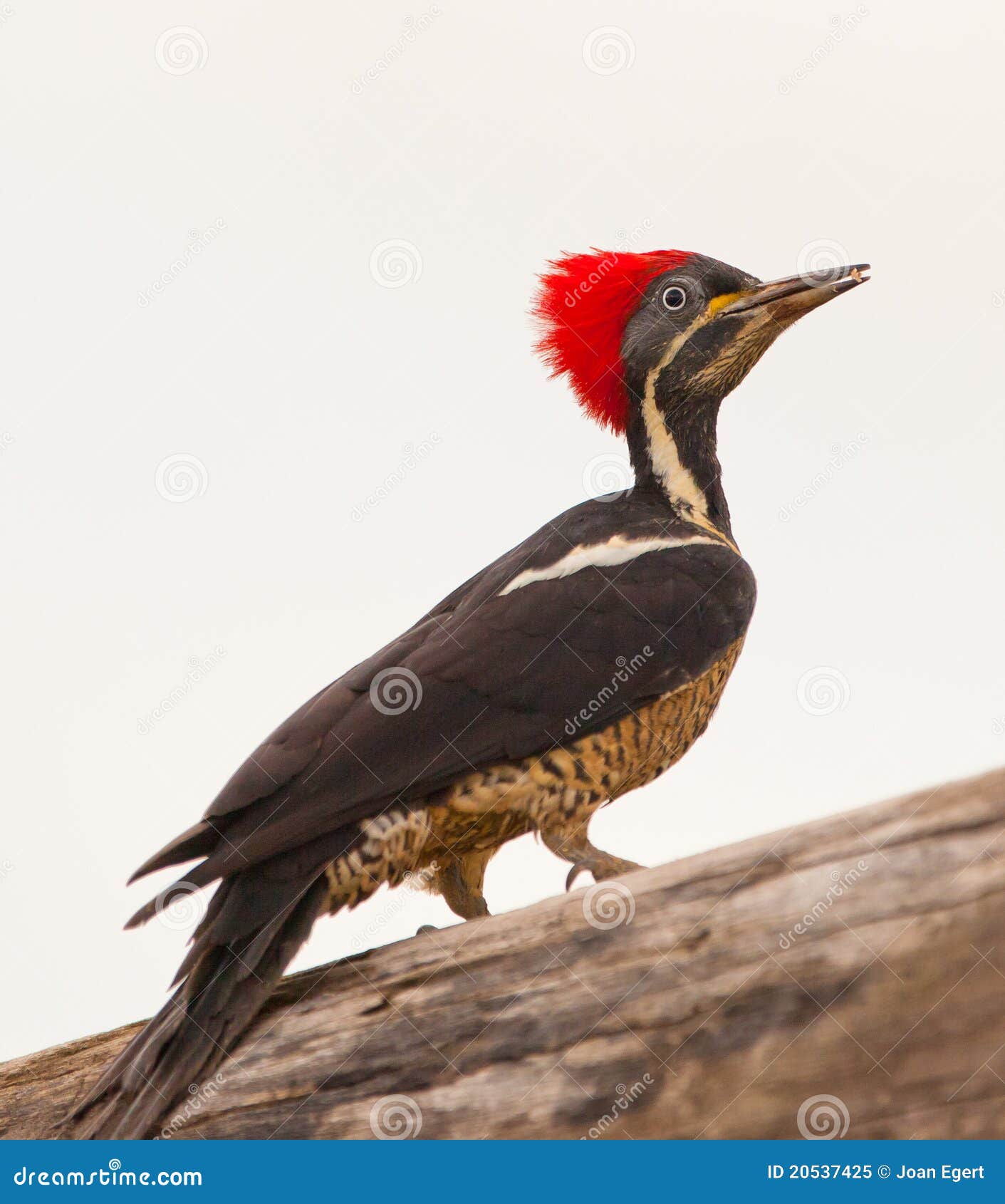 Verticale D'un Pivert De Lineated Image stock - Image du près ...