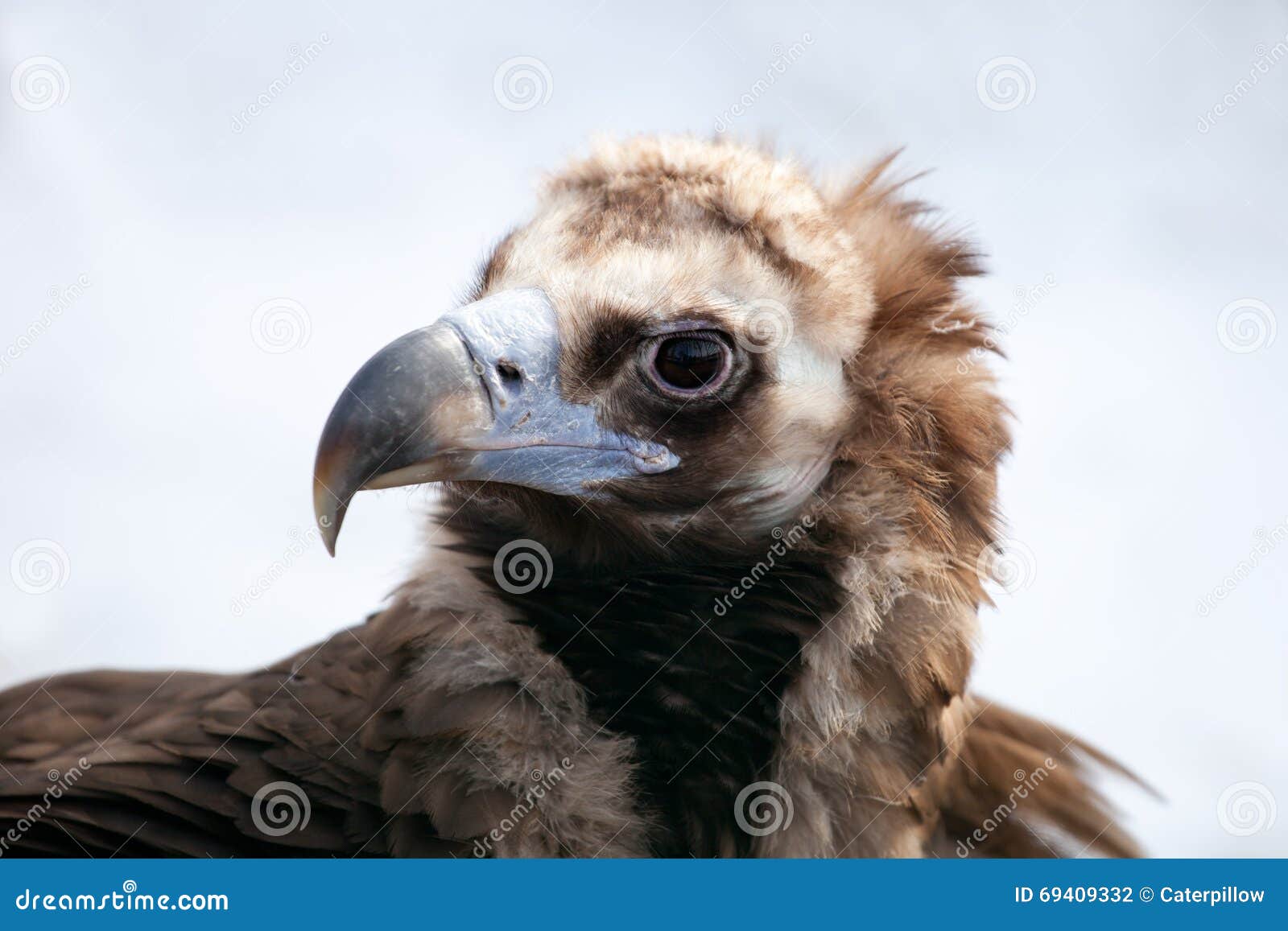 Verticale D'un Vautour Cinereous Photo stock - Image du oeil, ailes ...