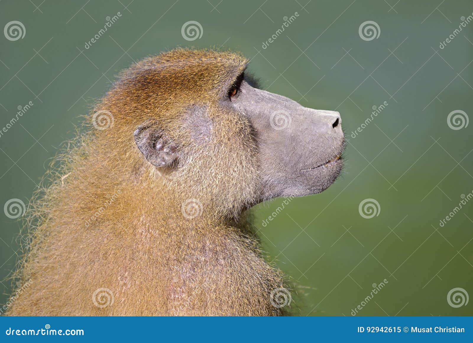 Verticale de babouin image stock. Image du verticale - 92942615