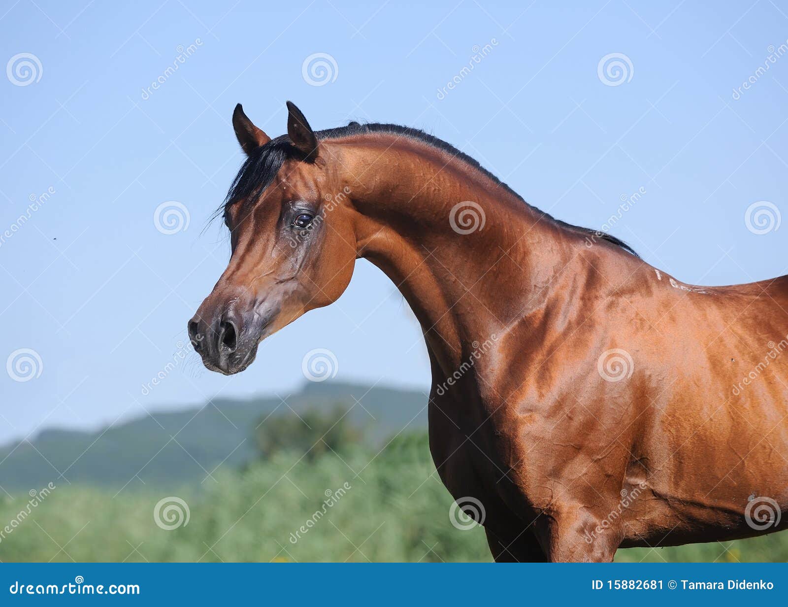Verticale De Beau Cheval Arabe Brun Image stock - Image du côtes, équin ...
