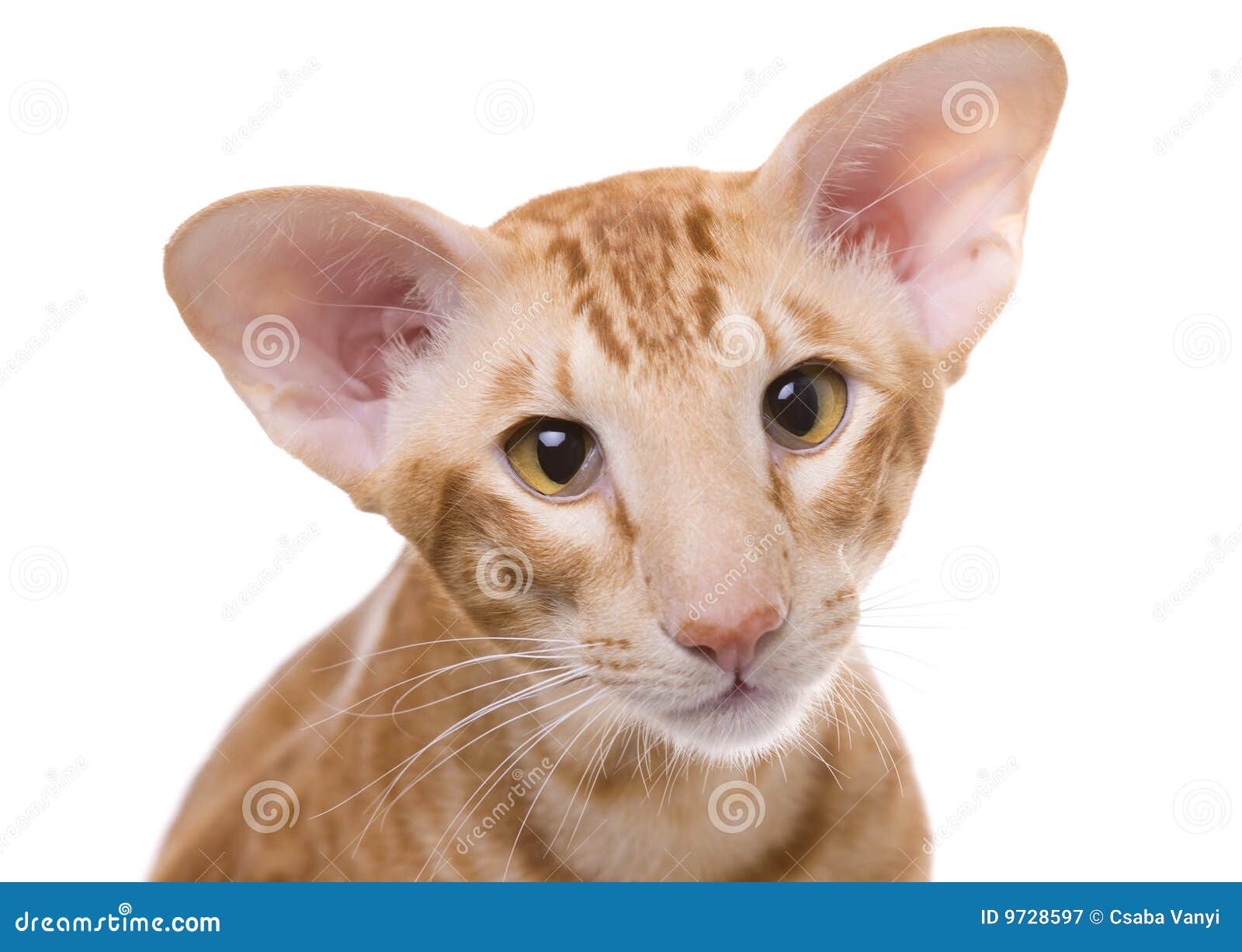 Verticale De Chat, Shorthair Exotique Image stock - Image du minou ...