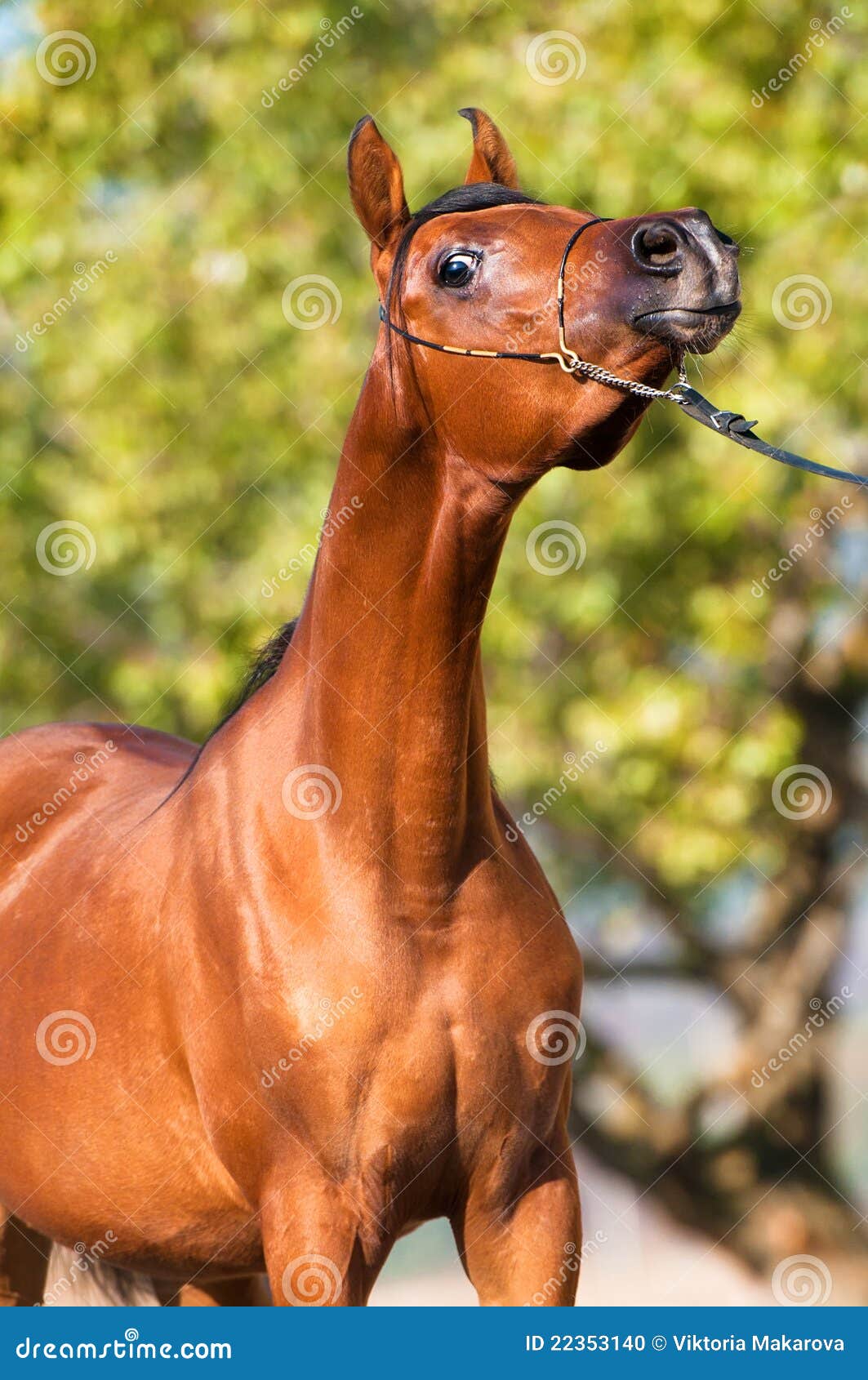 Verticale De Cheval De Compartiment, Poulain Arabe - Un an Photo stock ...