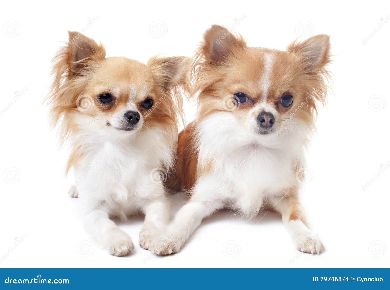 Couples des chiwawas photo stock. Image du chihuahua - 29746874