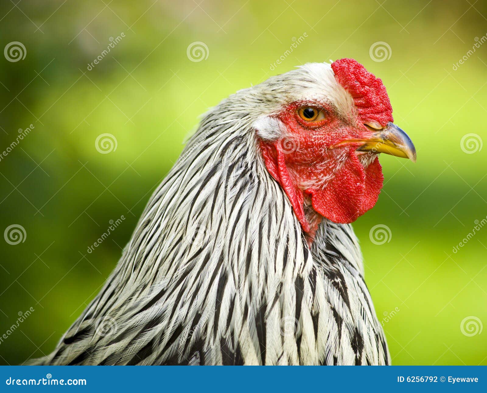 Verticale de coq de Brahma photo stock. Image of seul - 6256792