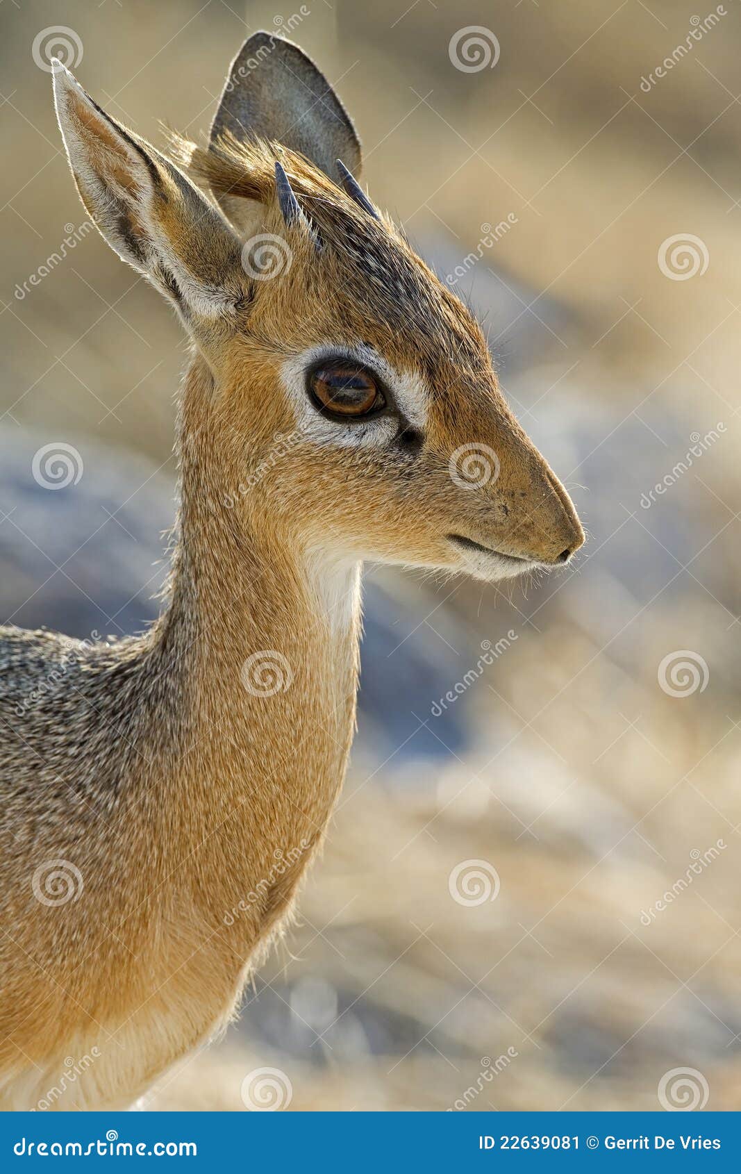Verticale De Dik- Dik De Damara Image stock - Image du simple ...