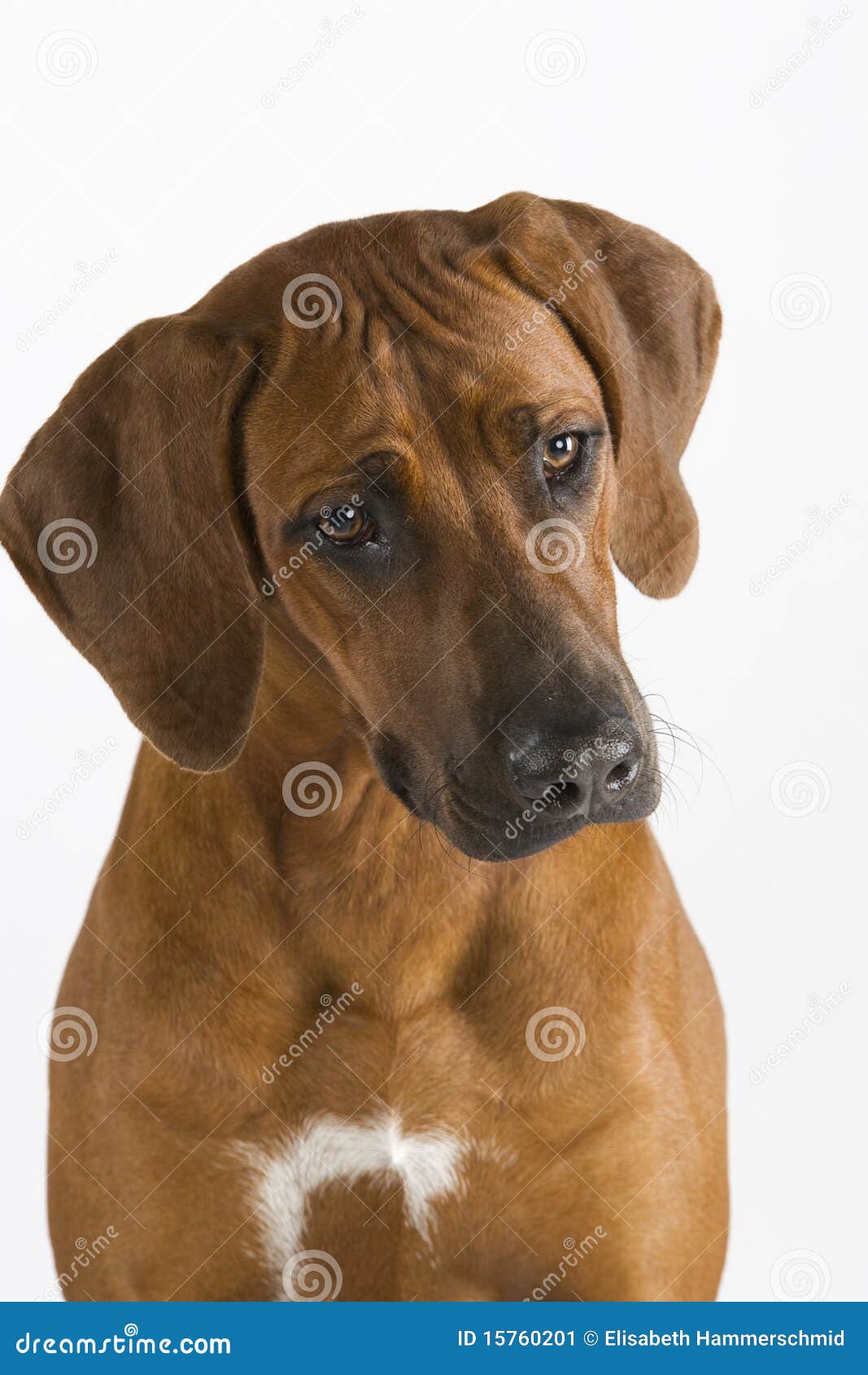 Verticale De Femelle De Rhodesian Ridgeback Image stock - Image du ...