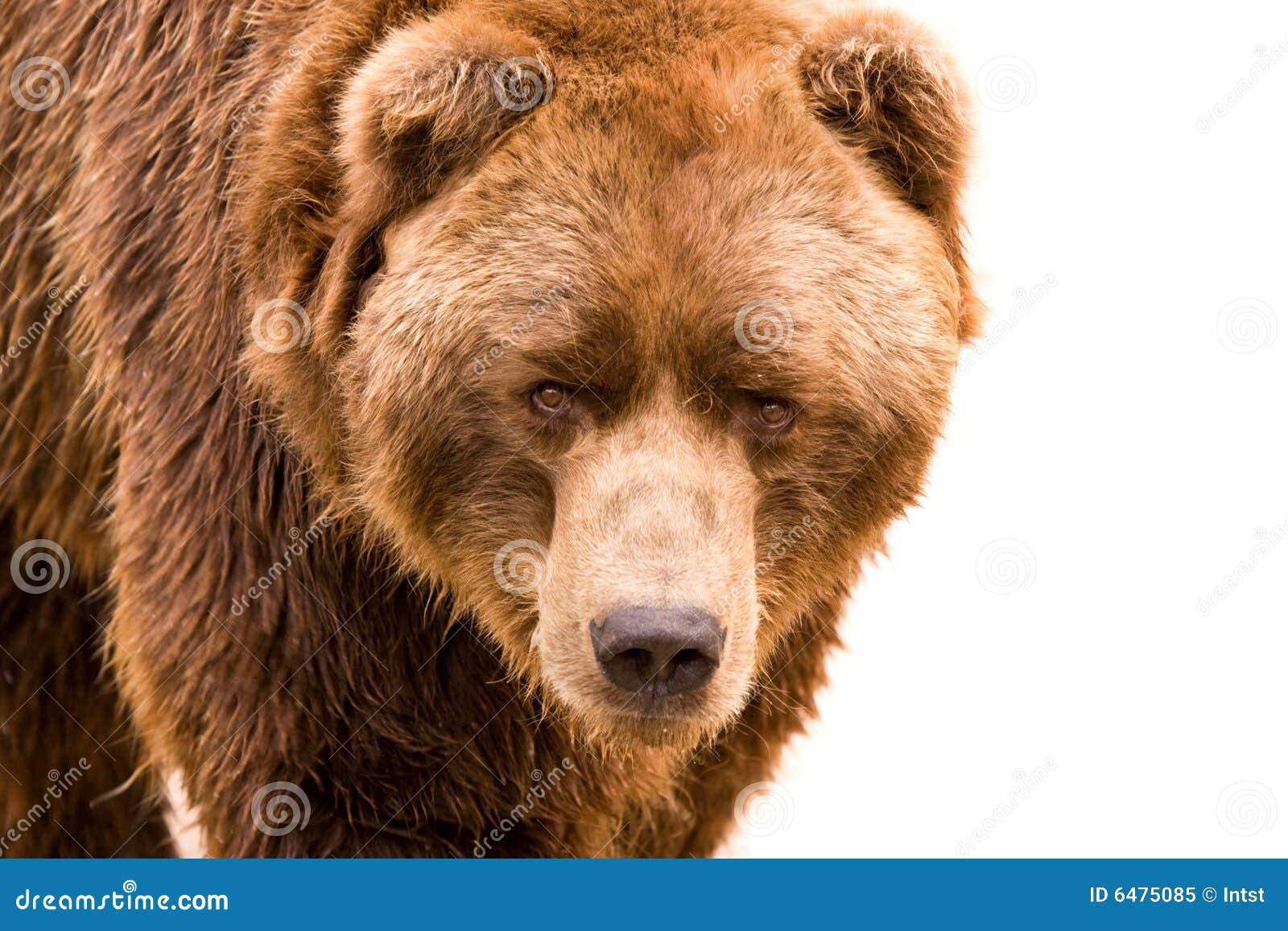 Verticale De Fin De Brun D'ours Vers Le Haut Image stock - Image du ...